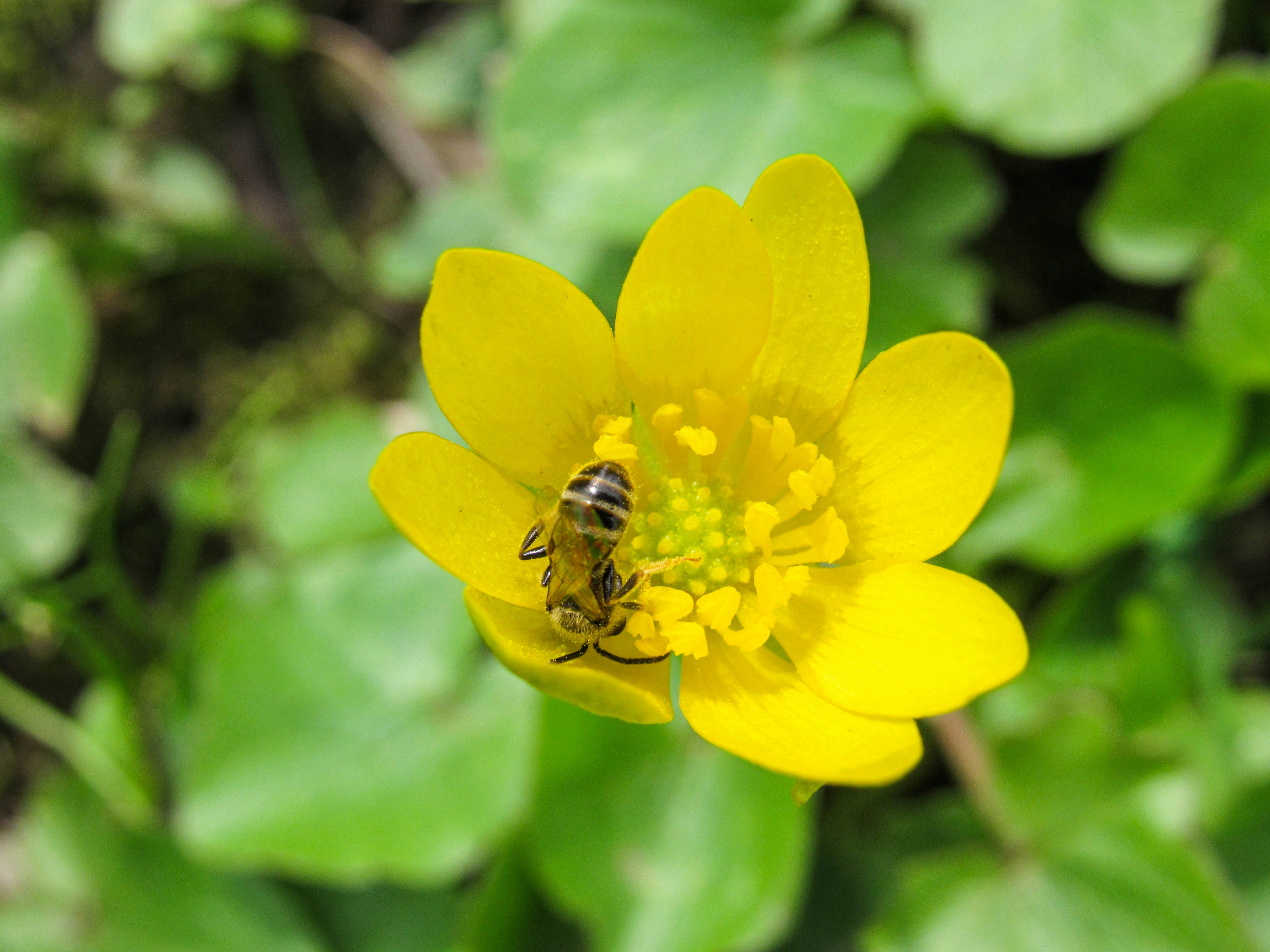 Small bee in pollen on a yellow flower