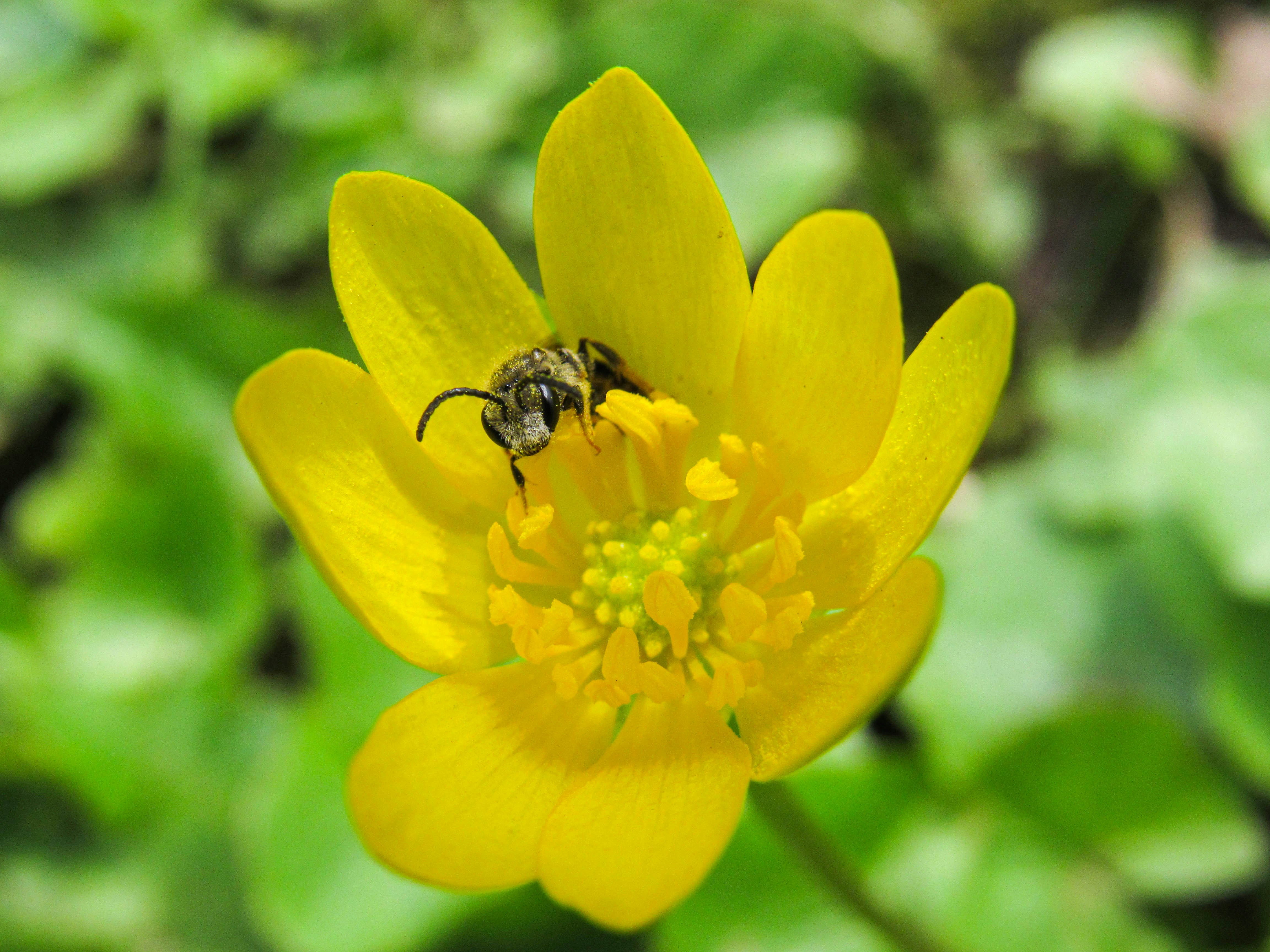 Sample photo from Canon PowerShot SX530 HS