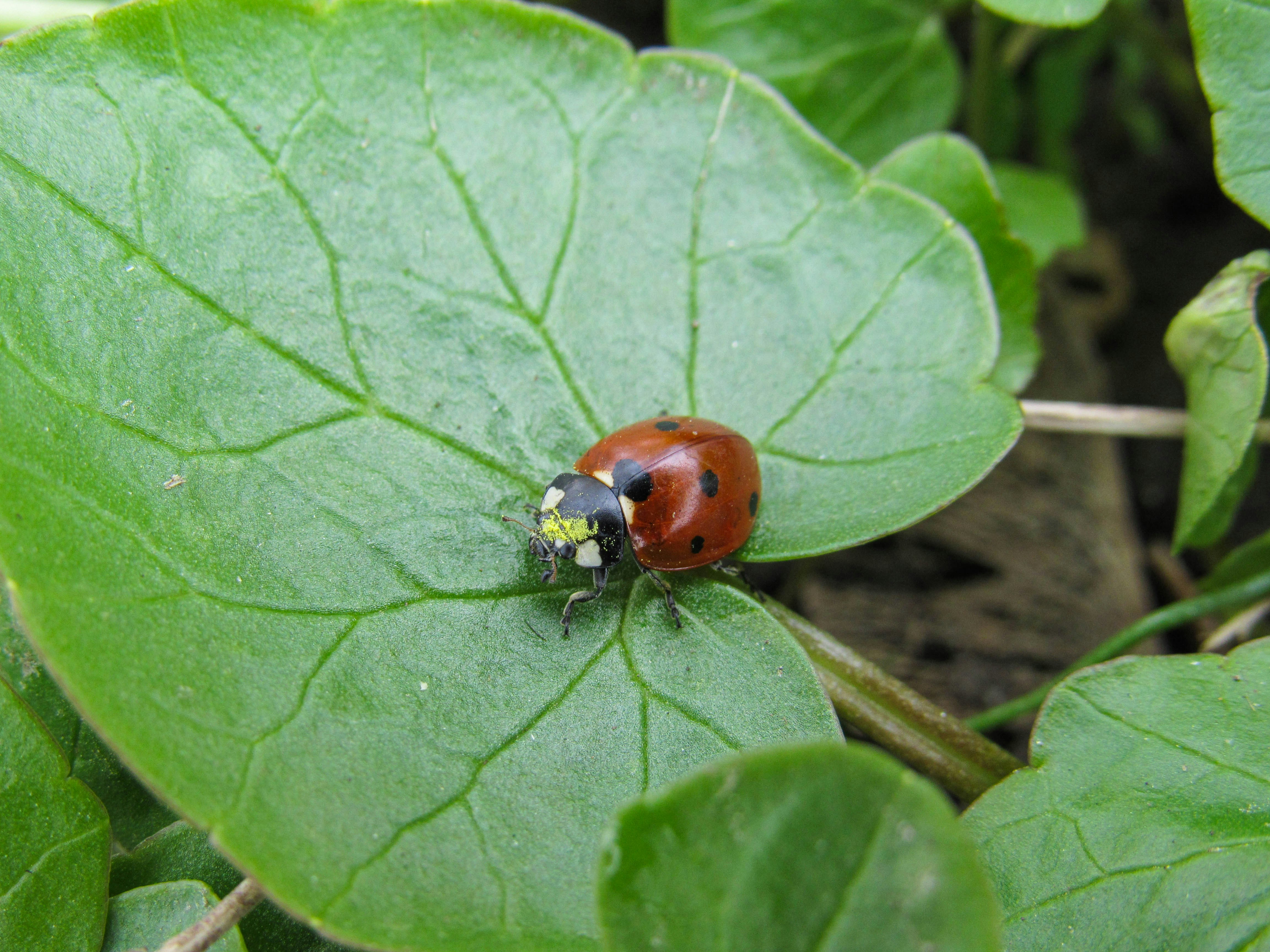A ladybug perched on a vibrant green leaf, showcasing its distinctive red and black coloration against the lush backdrop of foliage.