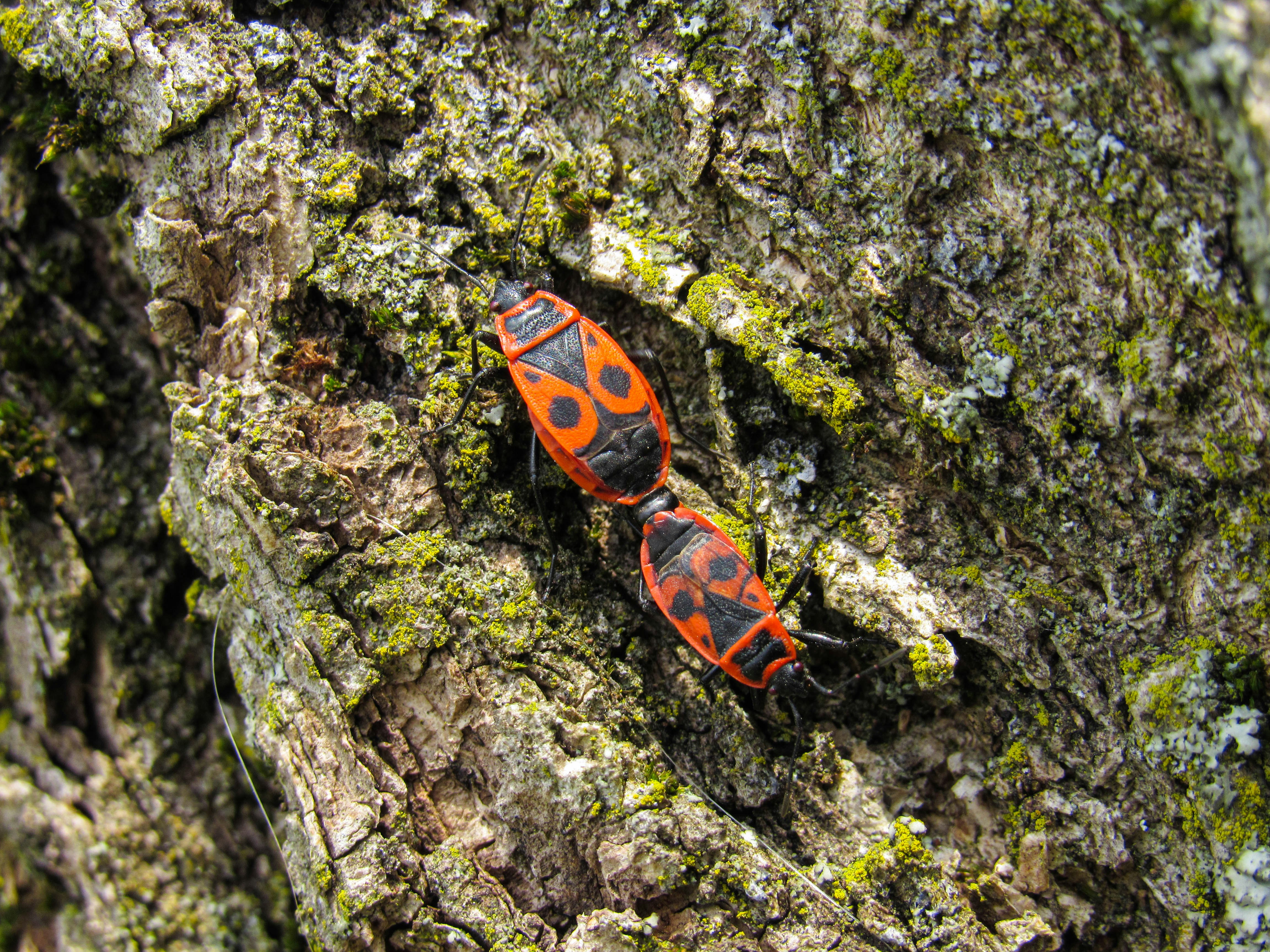 A red and black bug on a tree photo – Free Tree Image on Unsplash