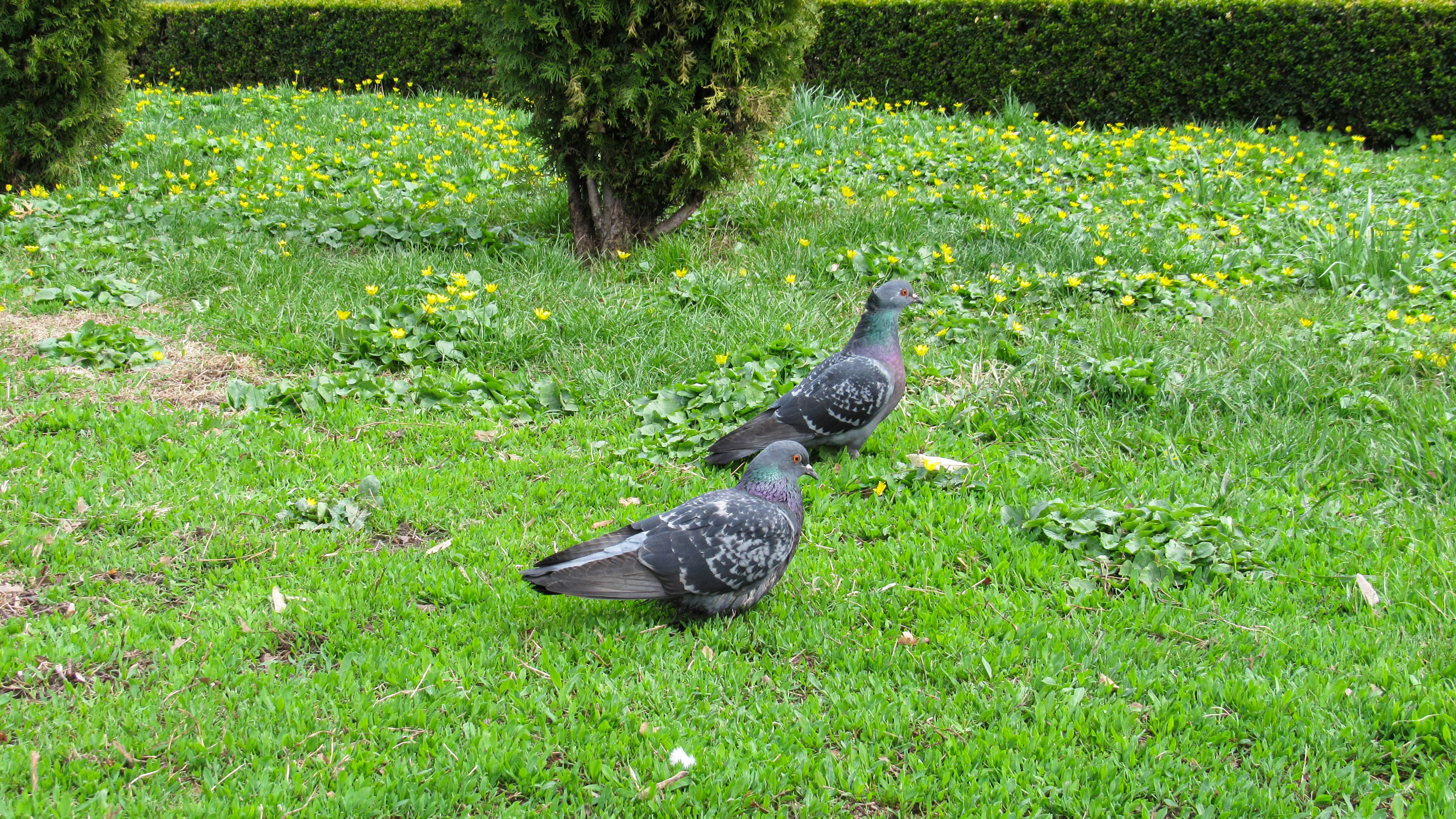 Two pigeons on a grassy park patch under a hedge