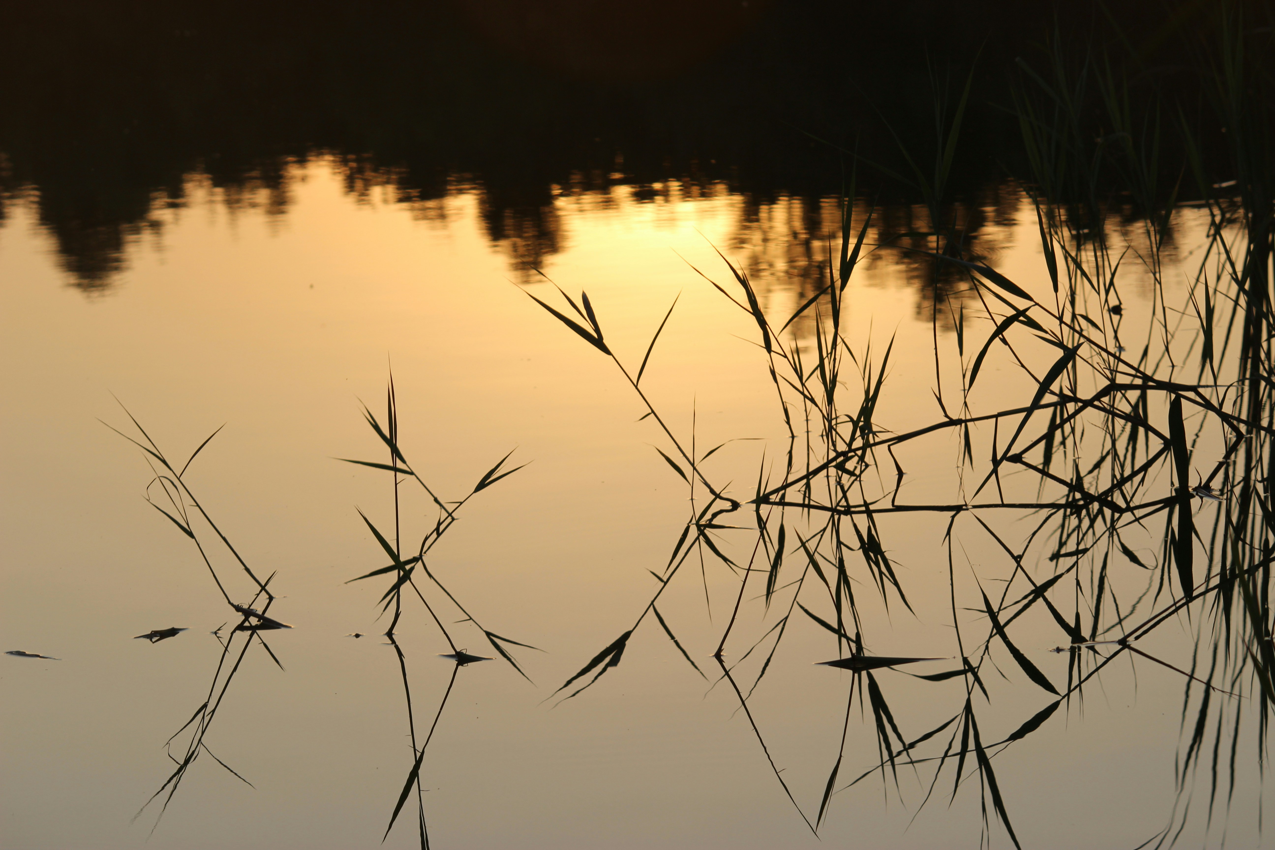 Silhouetted reeds gently sway over a still body of water, mirroring the warm hues of the rising sun. The serene atmosphere invites contemplation.