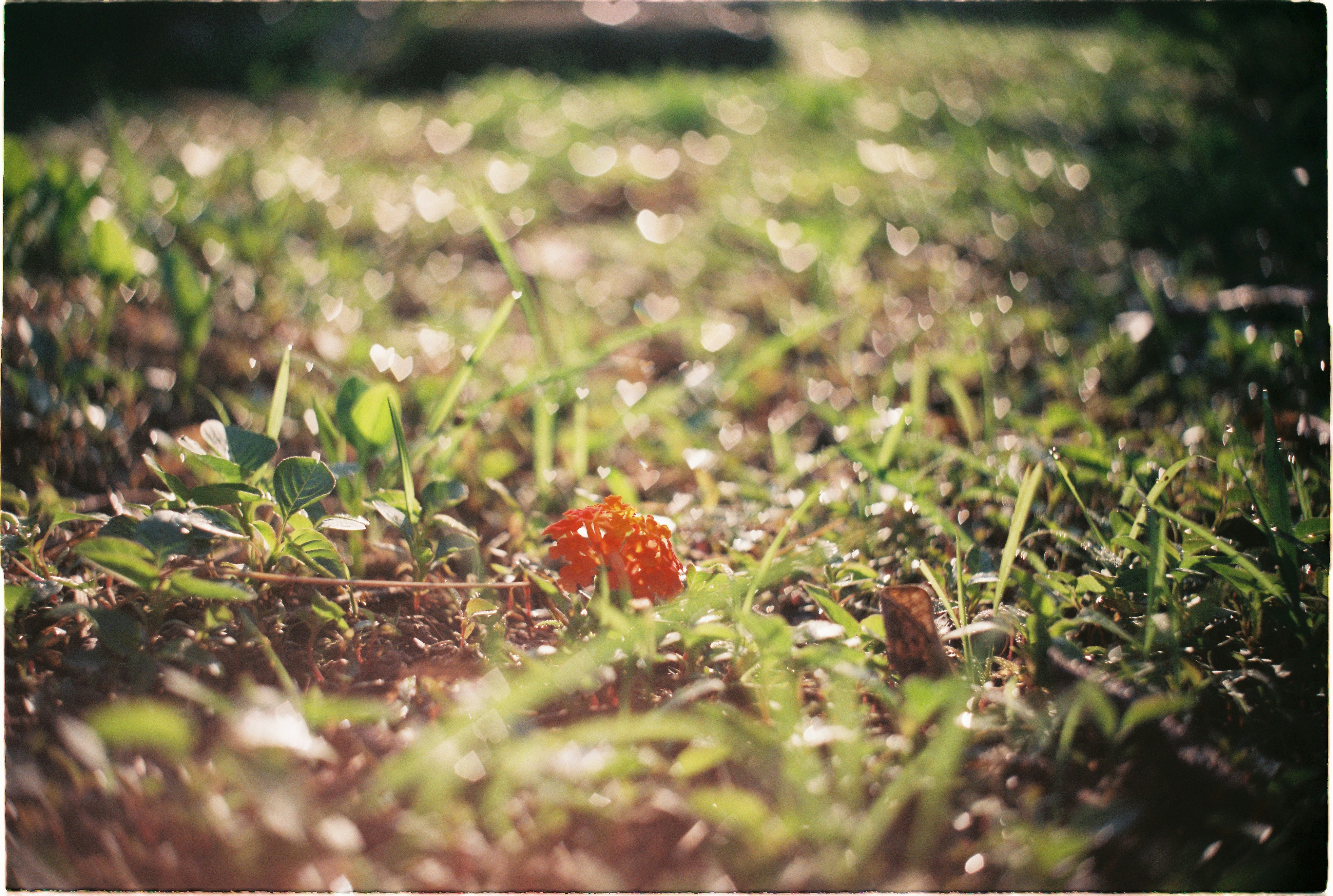 a small orange mushroom sitting on top of a lush green field