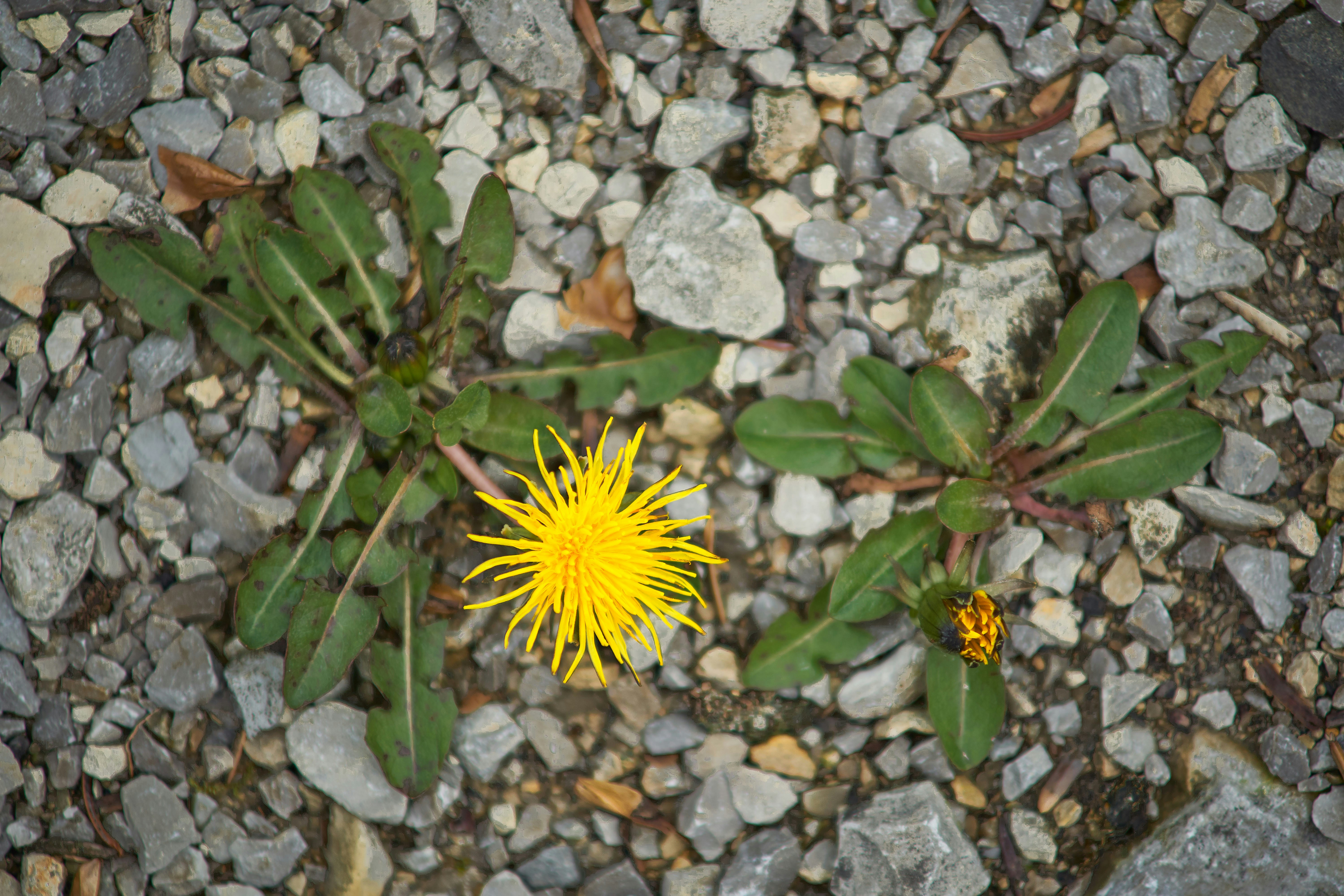 Dandelion // Beàrnan Brìde - by Mhairi - Hefting