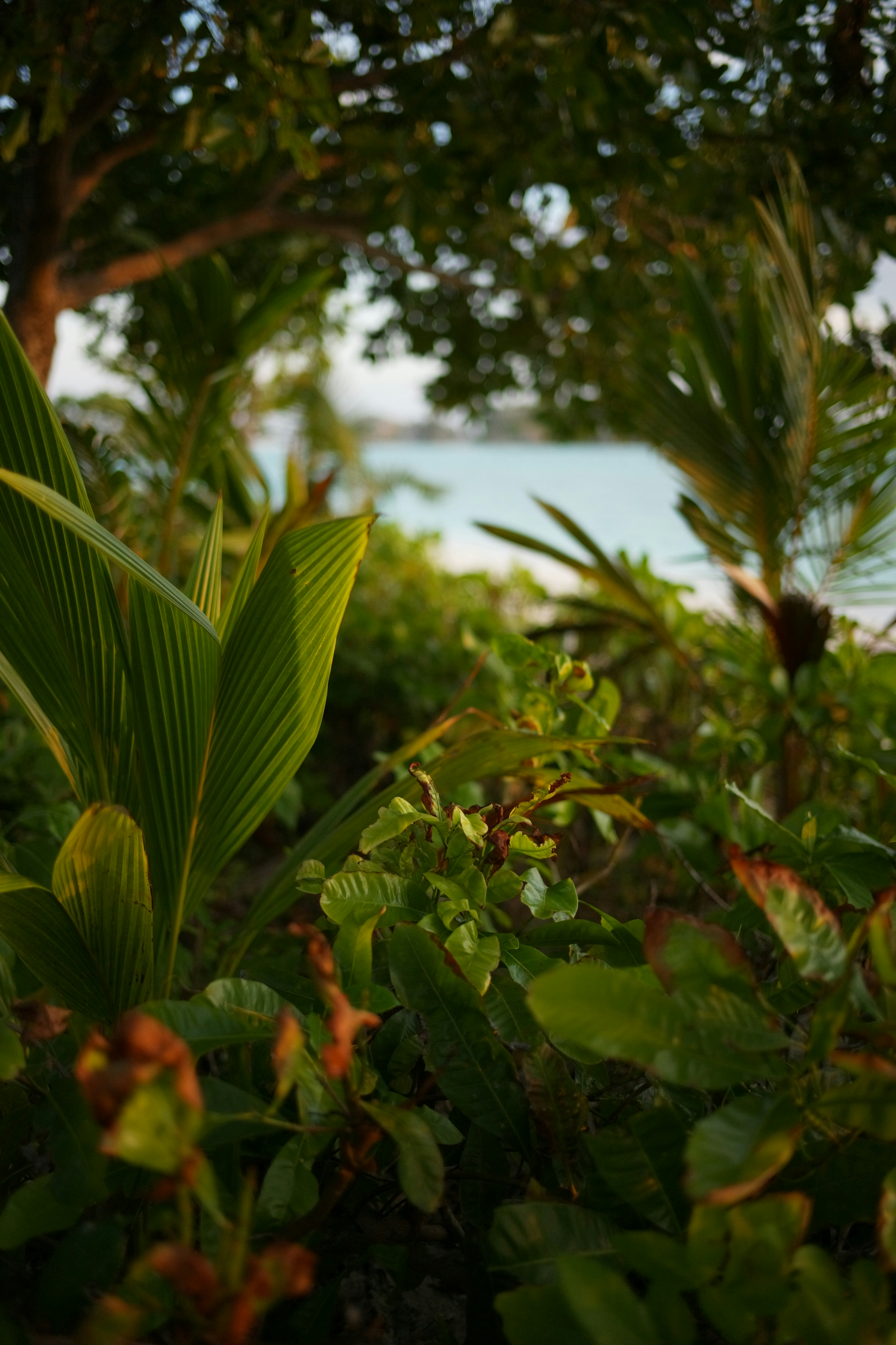Lush green foliage frames a tranquil view of the ocean, inviting a sense of peace and natural beauty.