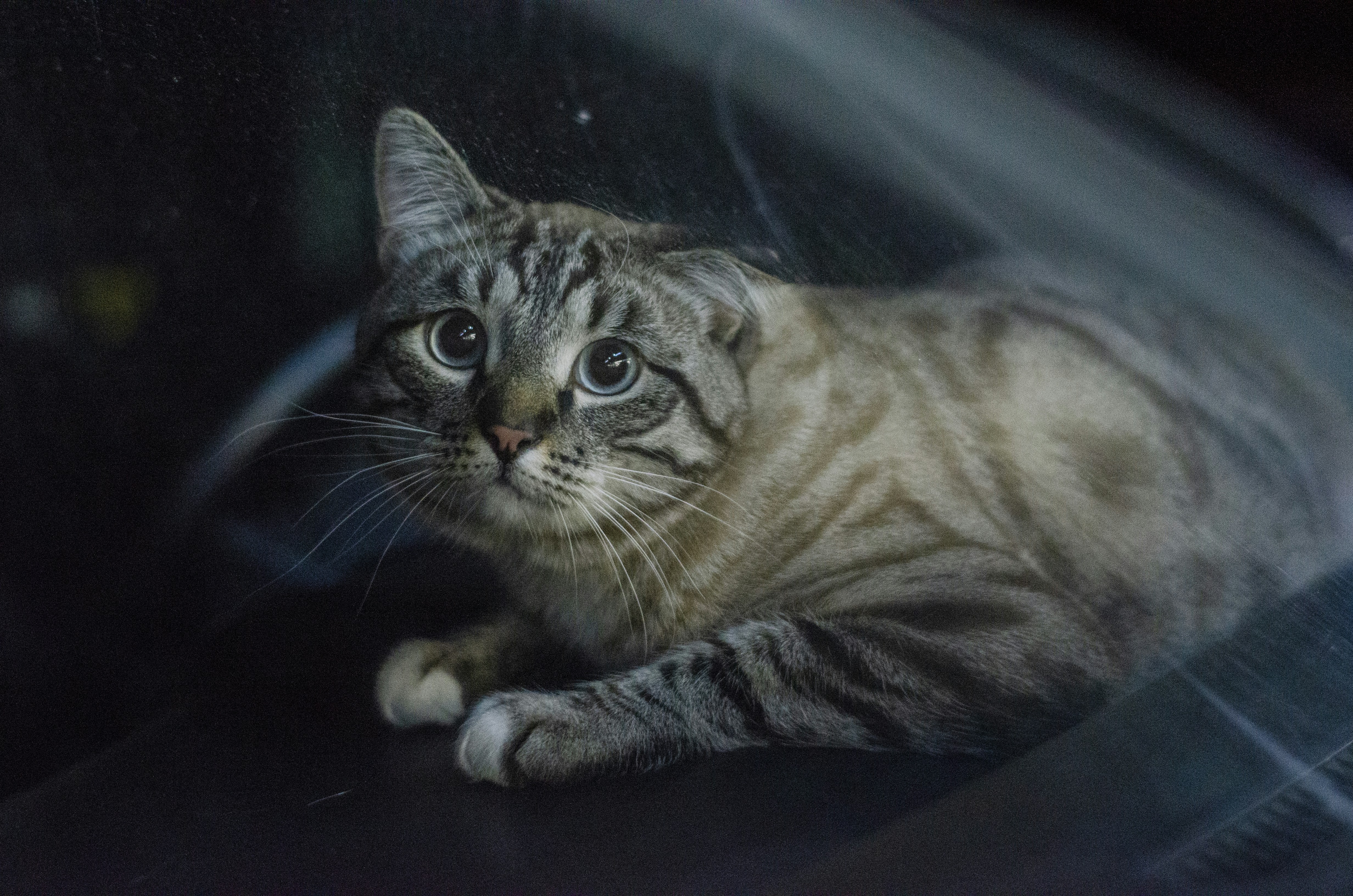Eye Contact Through Glass: A Tabby's Quiet Gaze