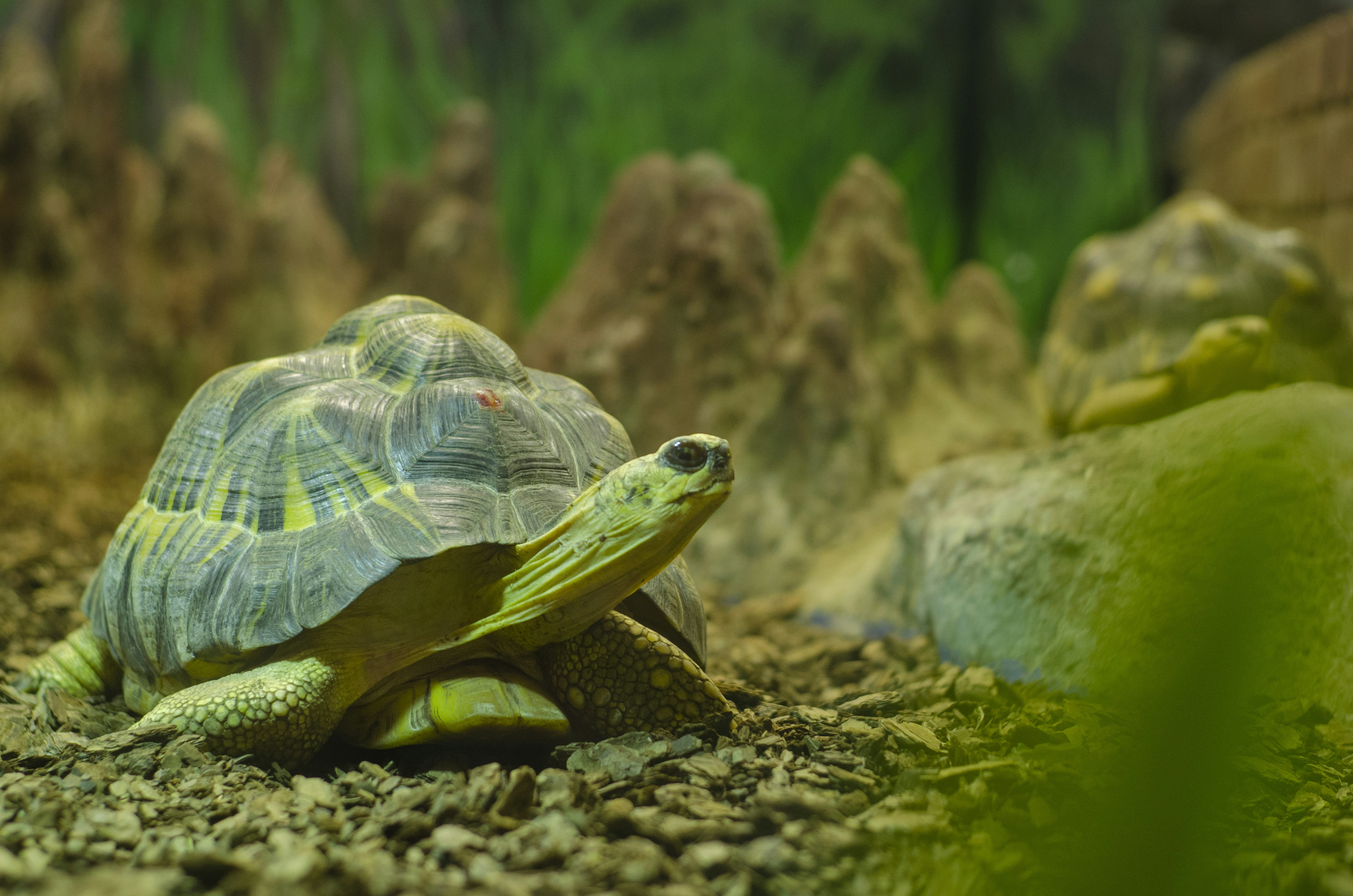 A close up of a turtle in an aquarium photo – Free Москва Image on Unsplash