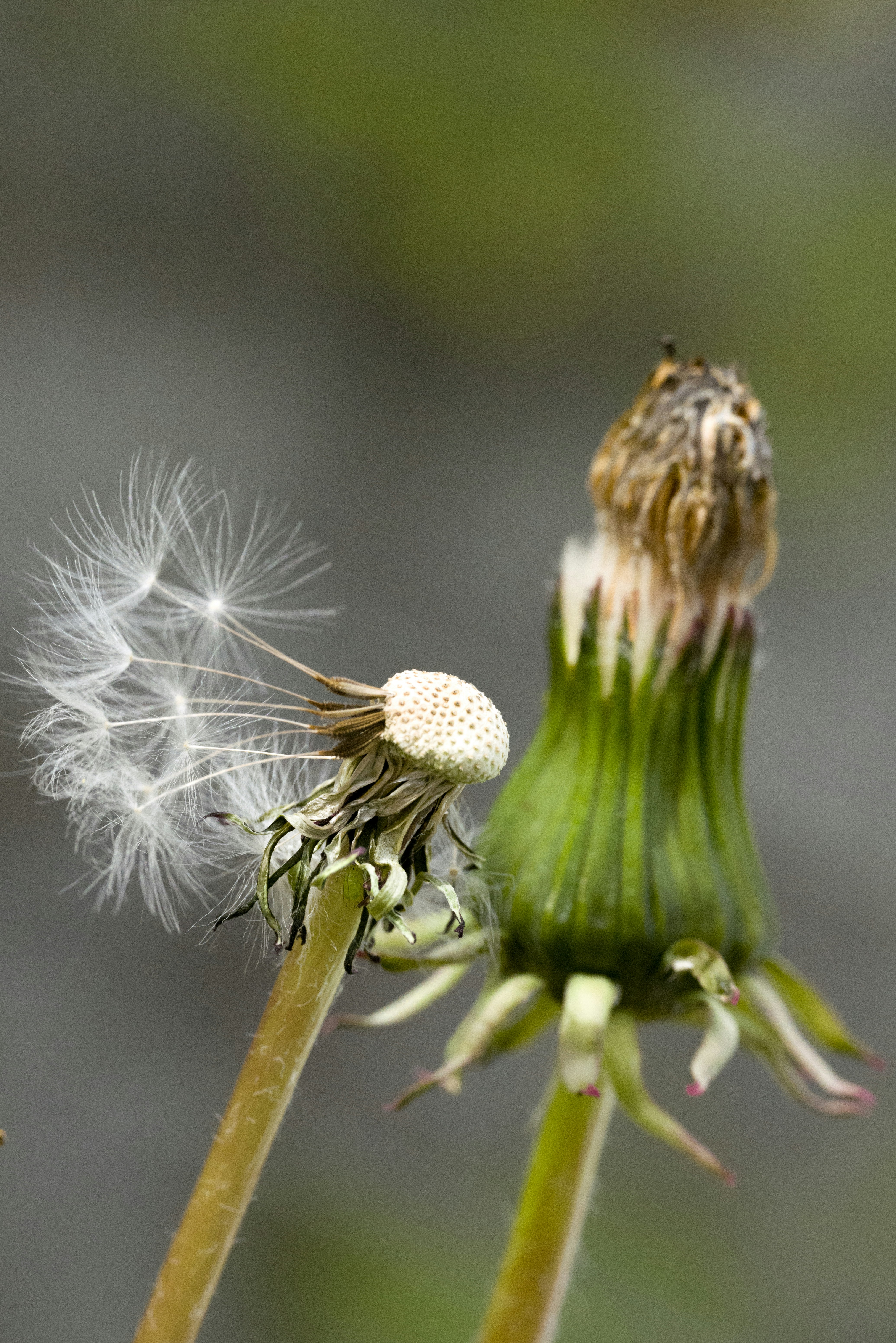 Close-up of a dandelion transitioning from bloom to seed stage, showcasing delicate wisps ready for dispersal.