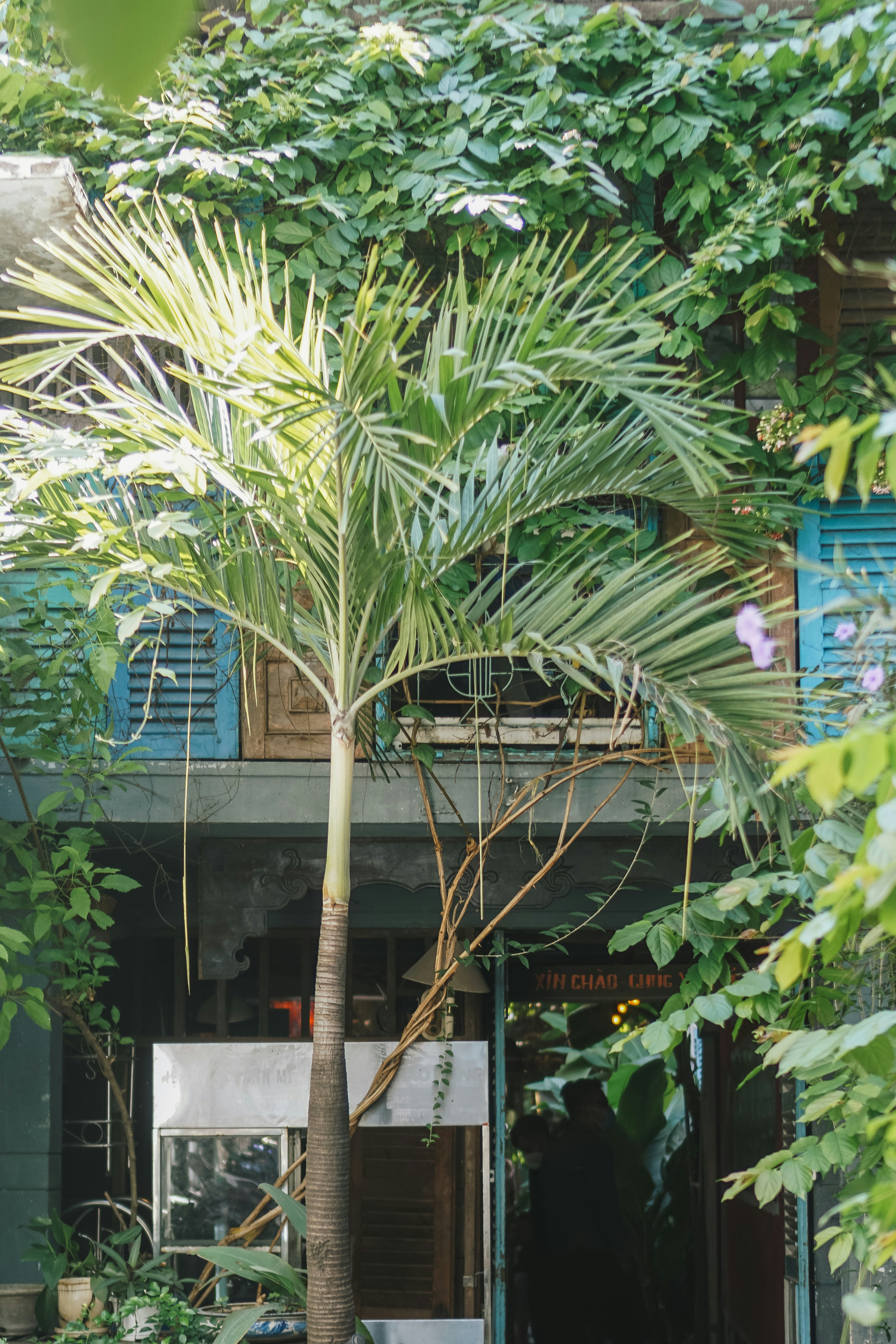 Lush palm tree framed by vibrant blue shutters and greenery, showcasing a tranquil urban retreat. The composition highlights the harmony between nature and architecture.