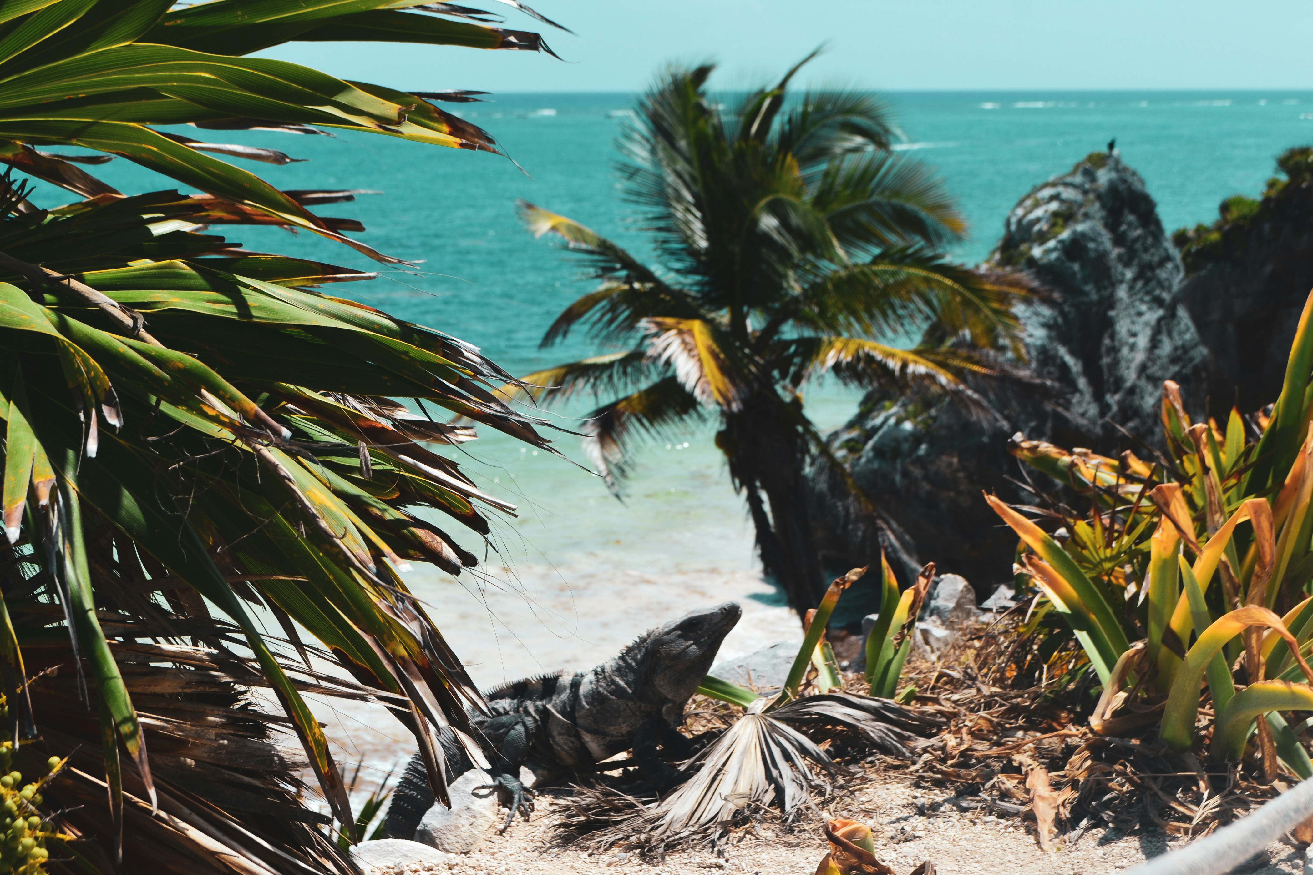 Tropical beach scene with vibrant blue water framed by lush palm trees and rocky outcrops.