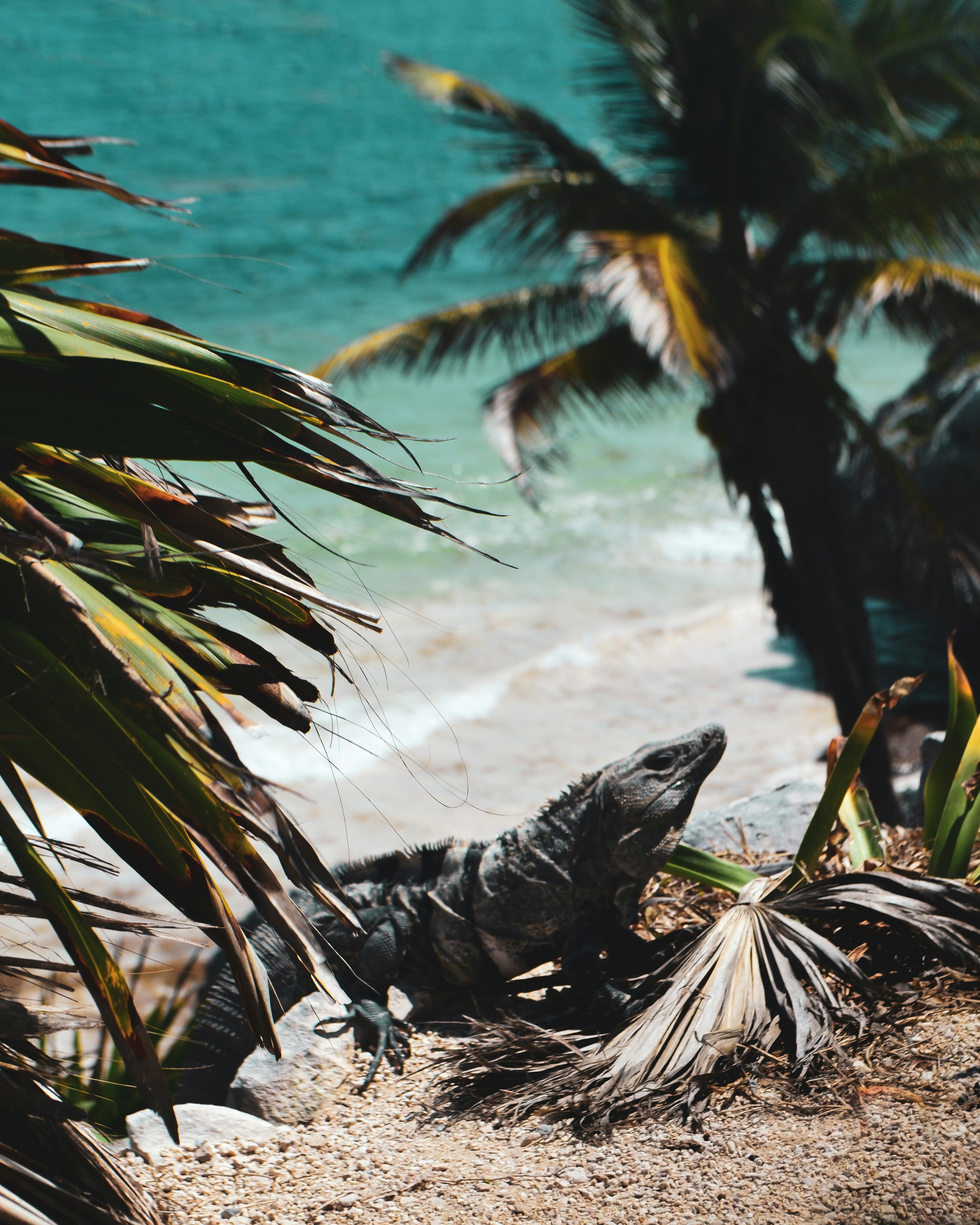 An iguana camouflaged among lush tropical foliage with a serene beach in the background.