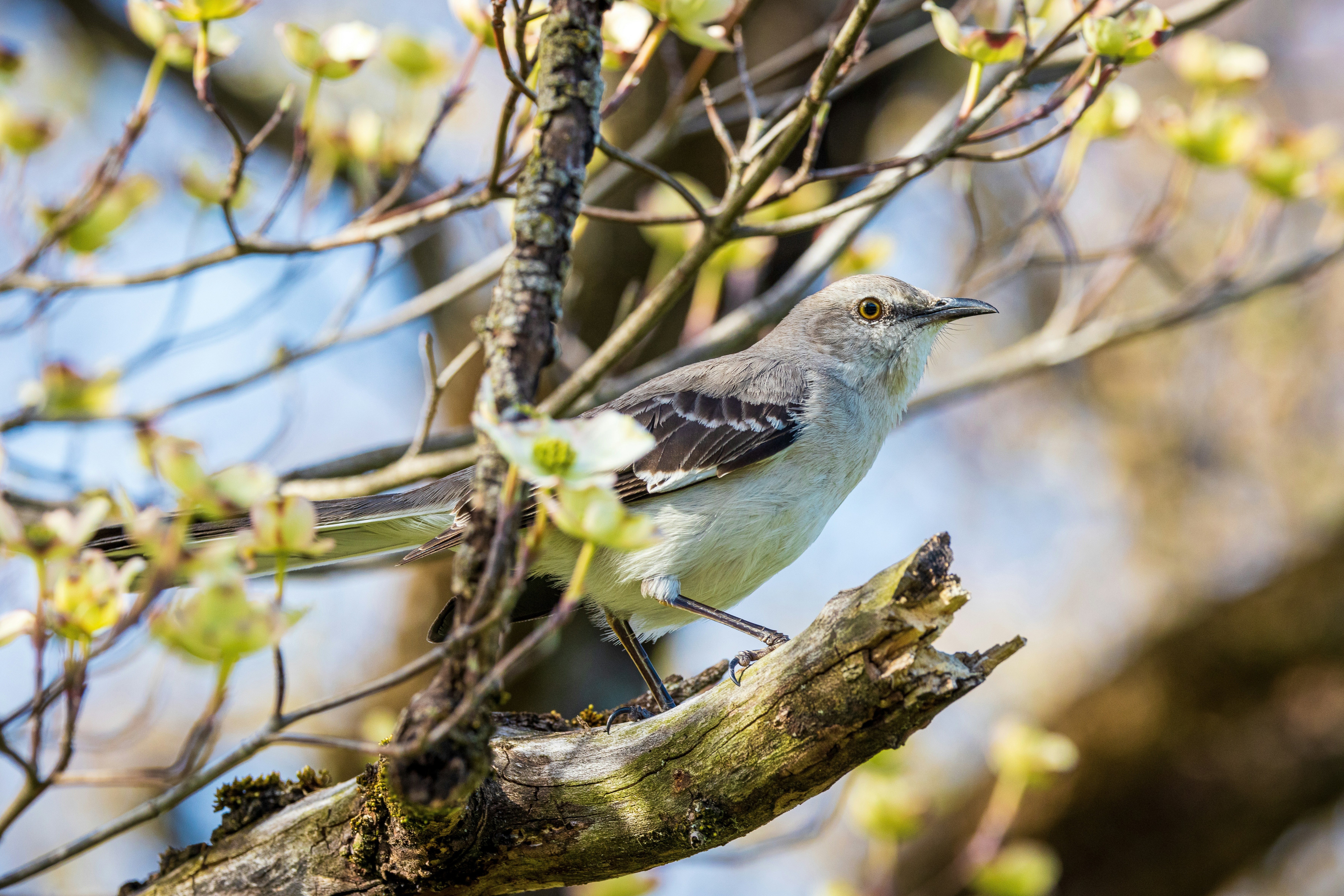 A mockingbird perched on a branch amidst budding leaves, showcasing its delicate features and vibrant environment.
