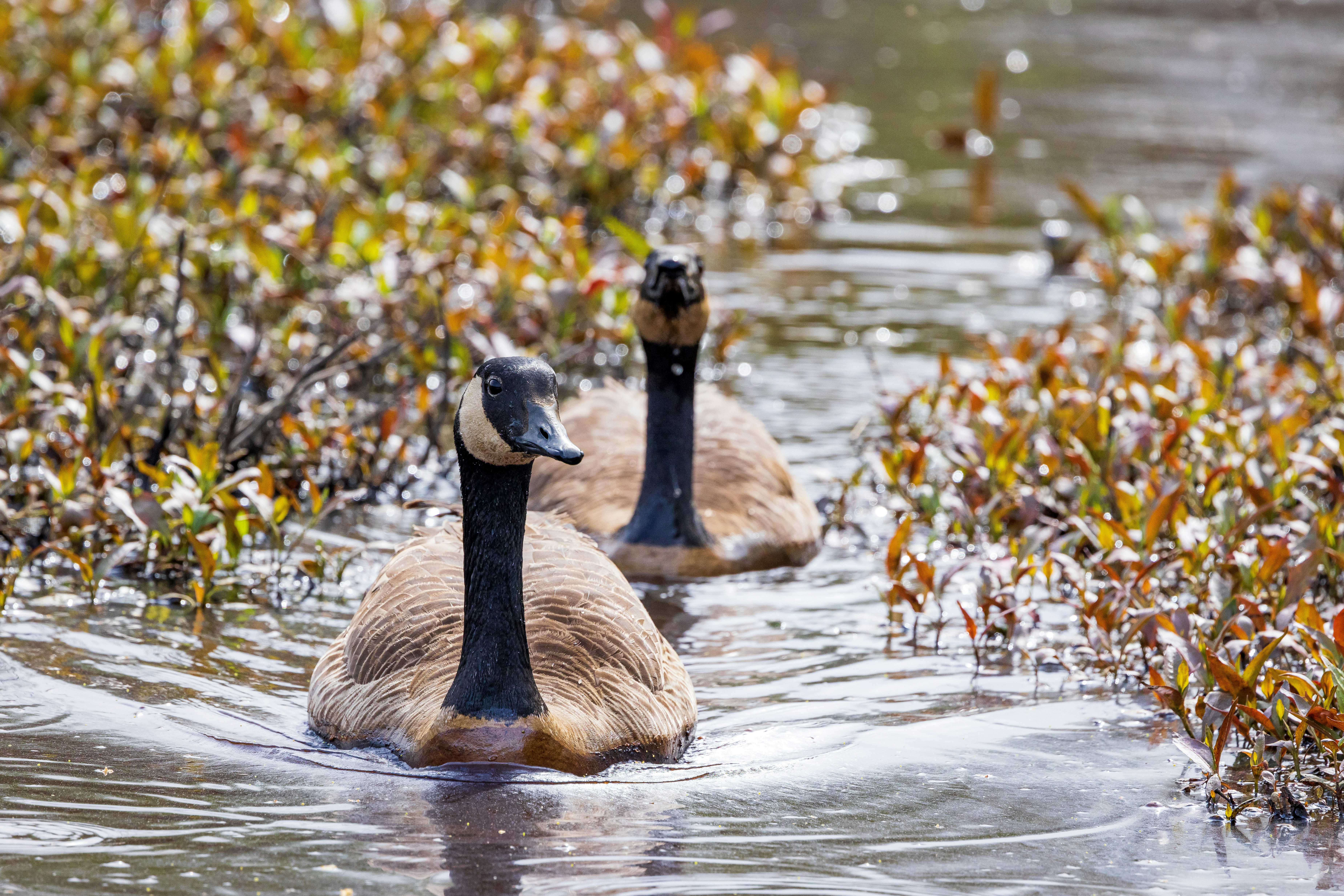 Out for a swim | two geese are swimming in a body of water