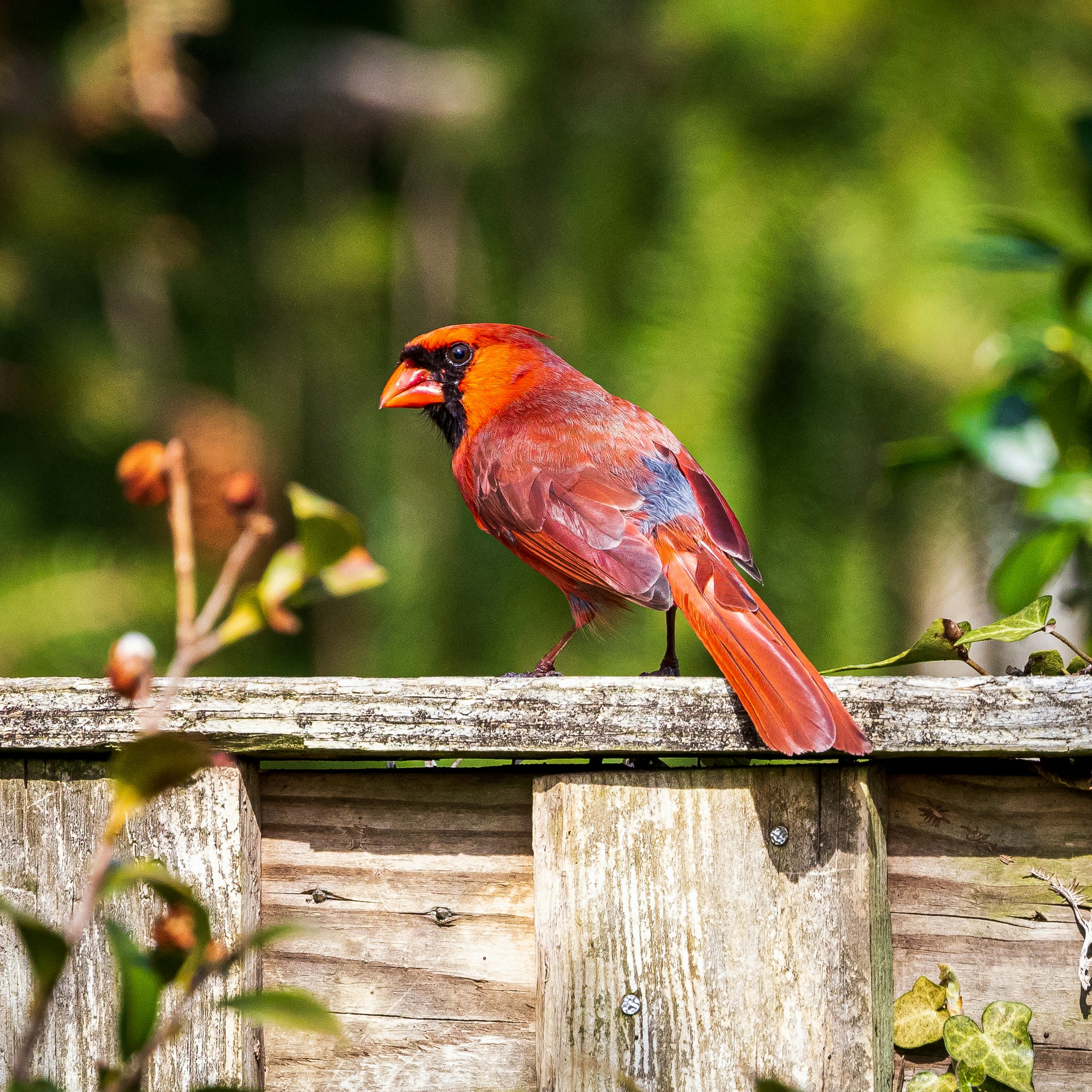 Un oiseau rouge assis au sommet d’une clôture en bois photo – Photo ...