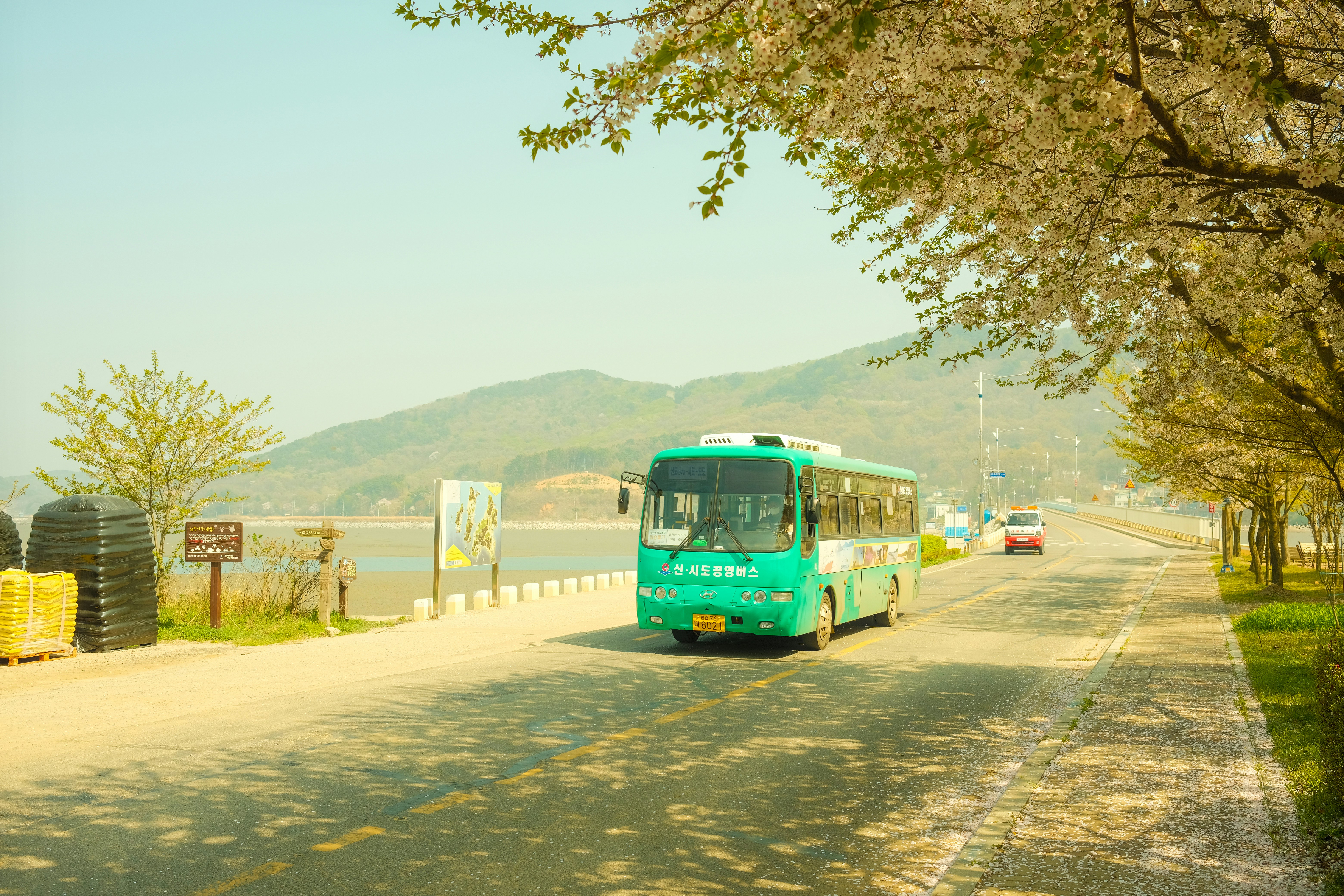 Green bus traveling along a tree-lined road adorned with cherry blossoms, with a scenic mountain backdrop.