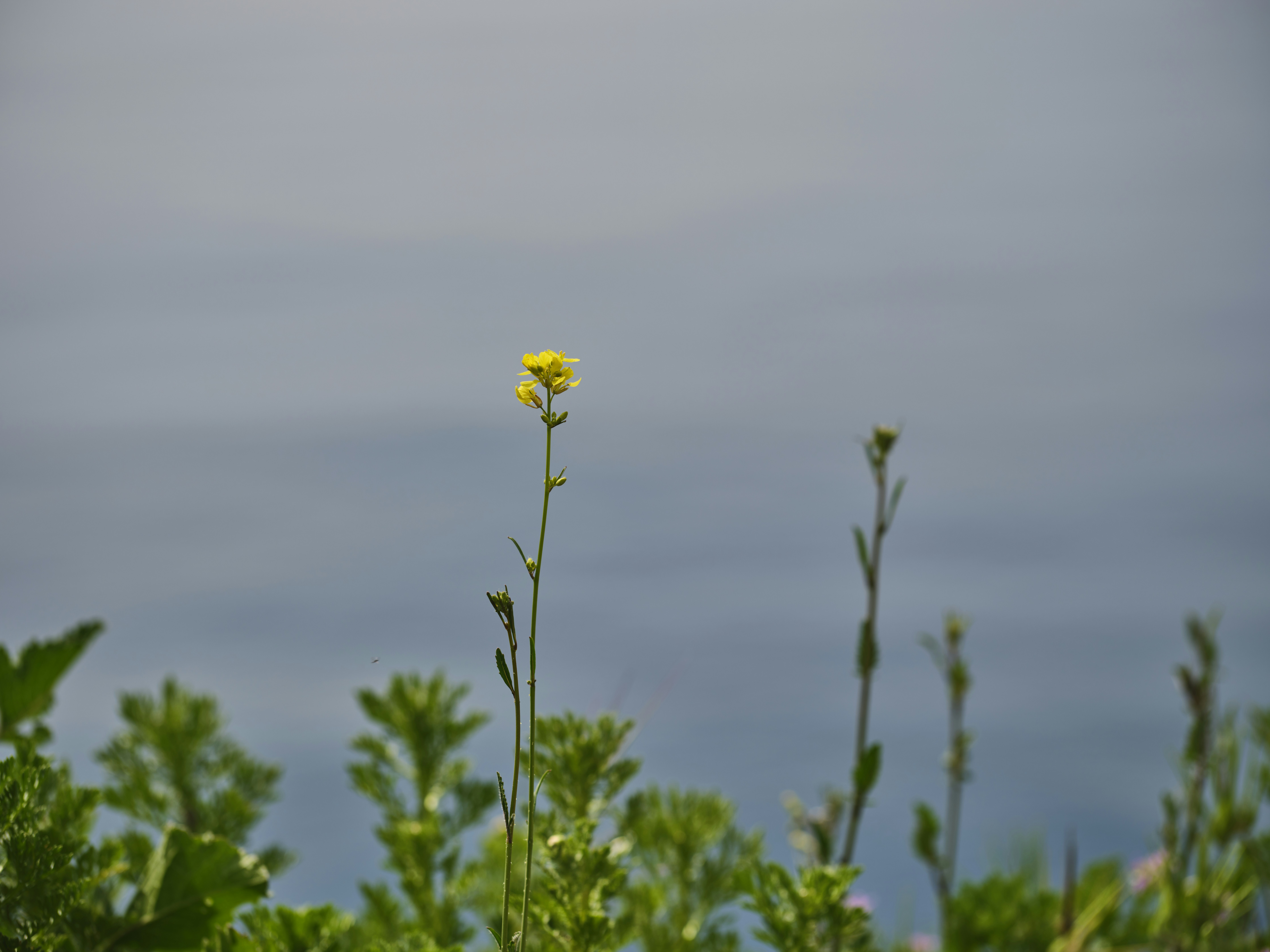 yellow flower and water background