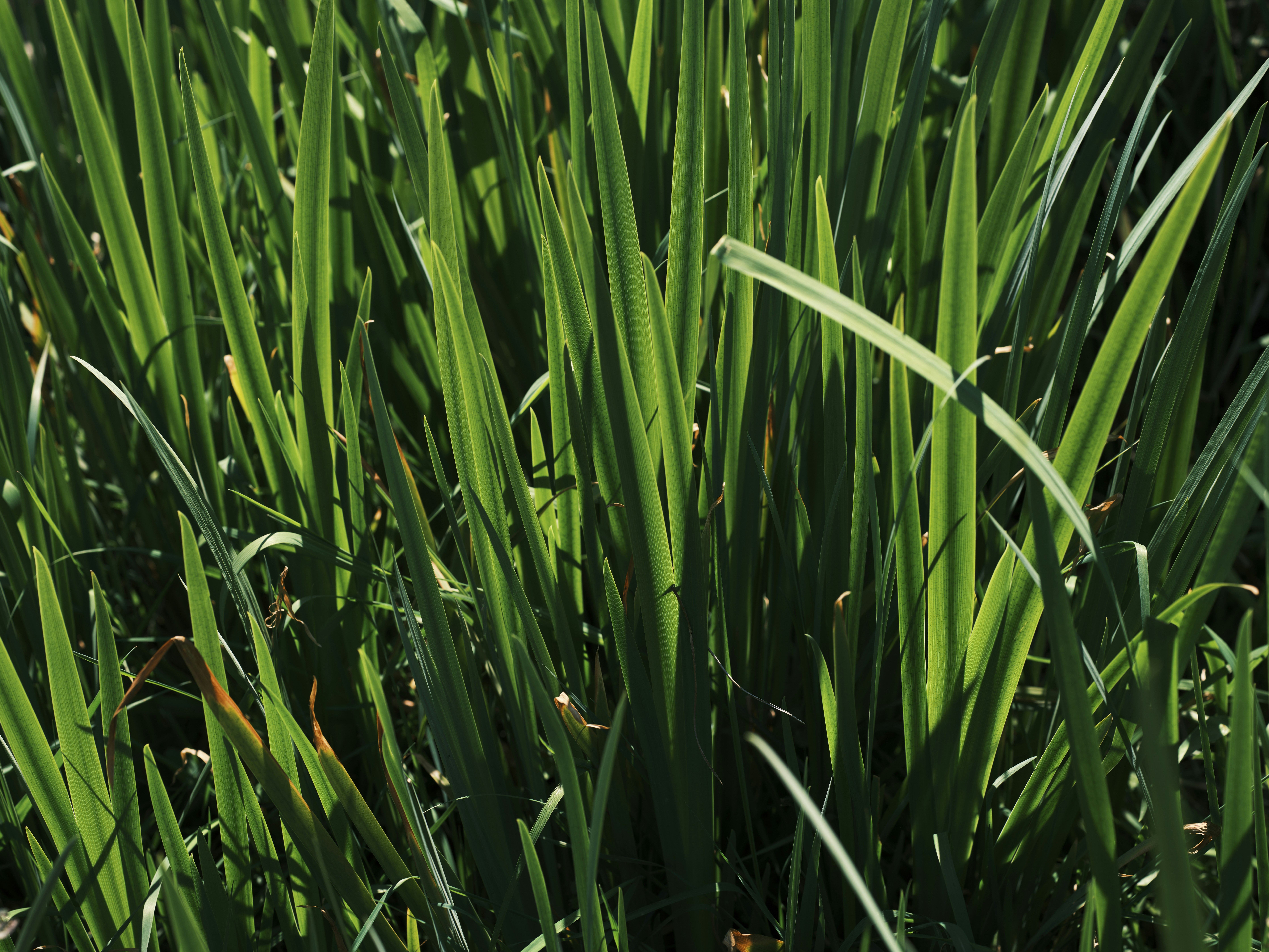 A close up of some very green grass photo – Free Green Image on Unsplash