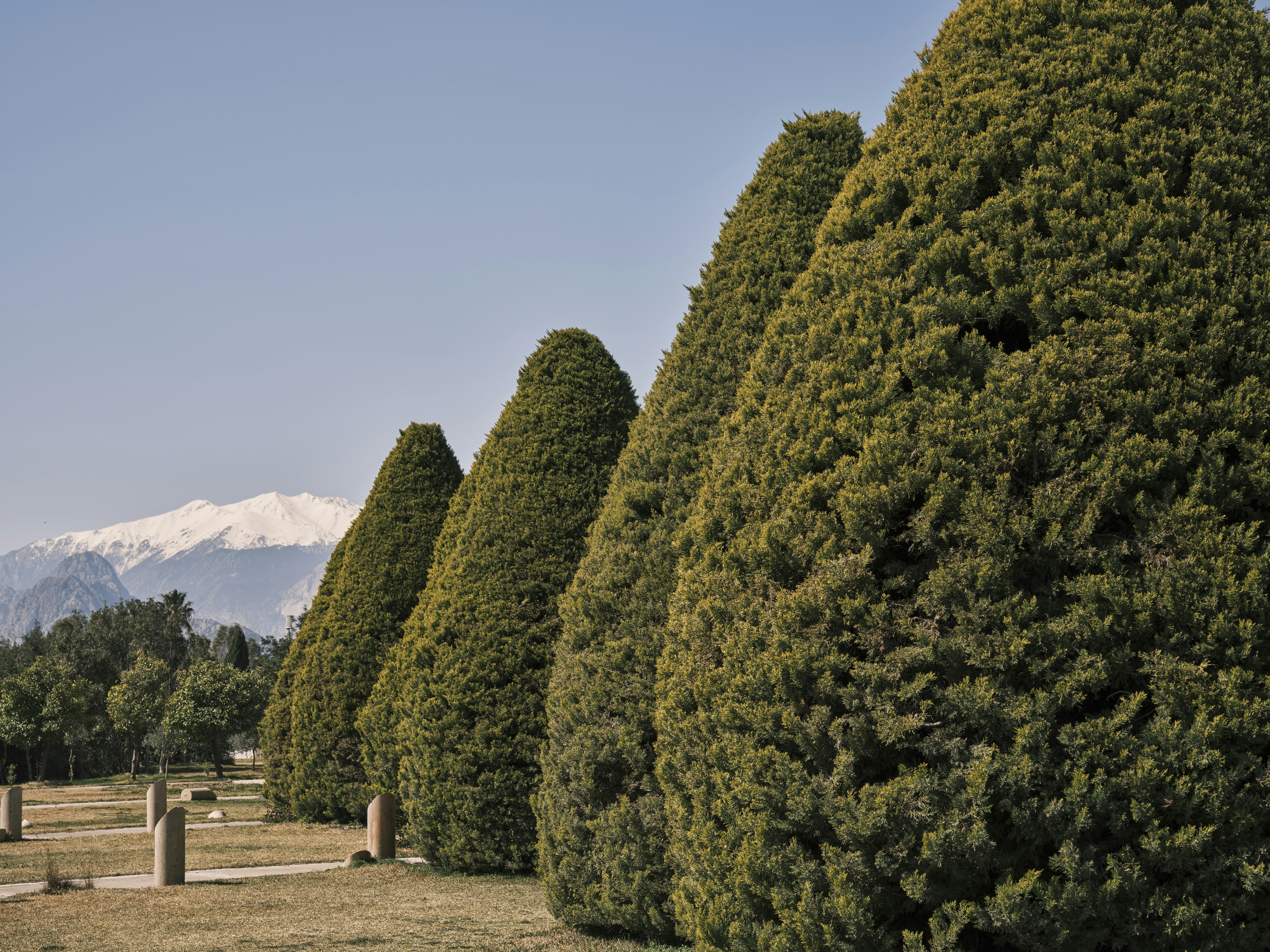 Trimmed Trees Under Alpine Light