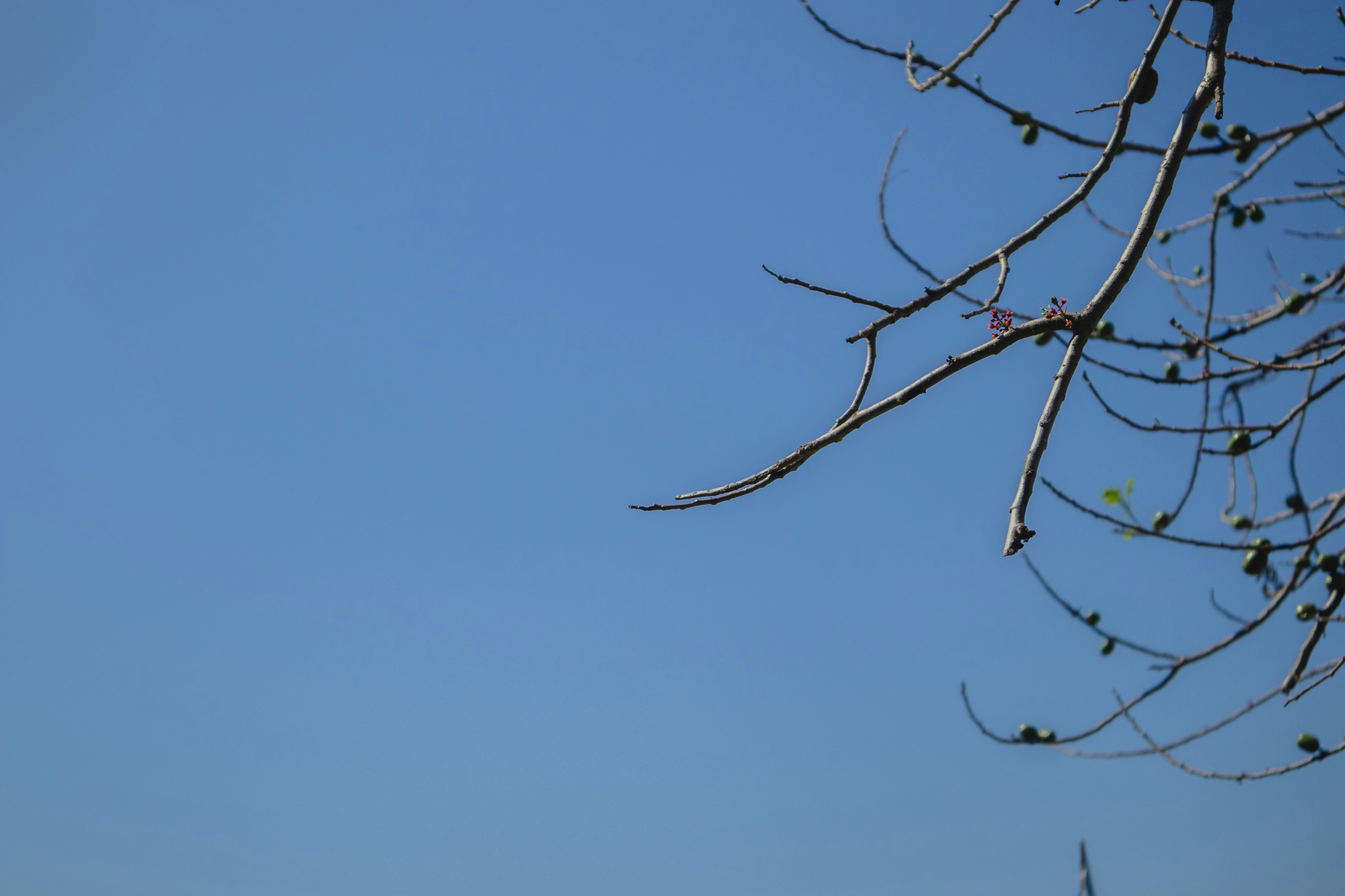 Foto zum Thema Ein Ast mit Blättern und einem blauen Himmel im ...
