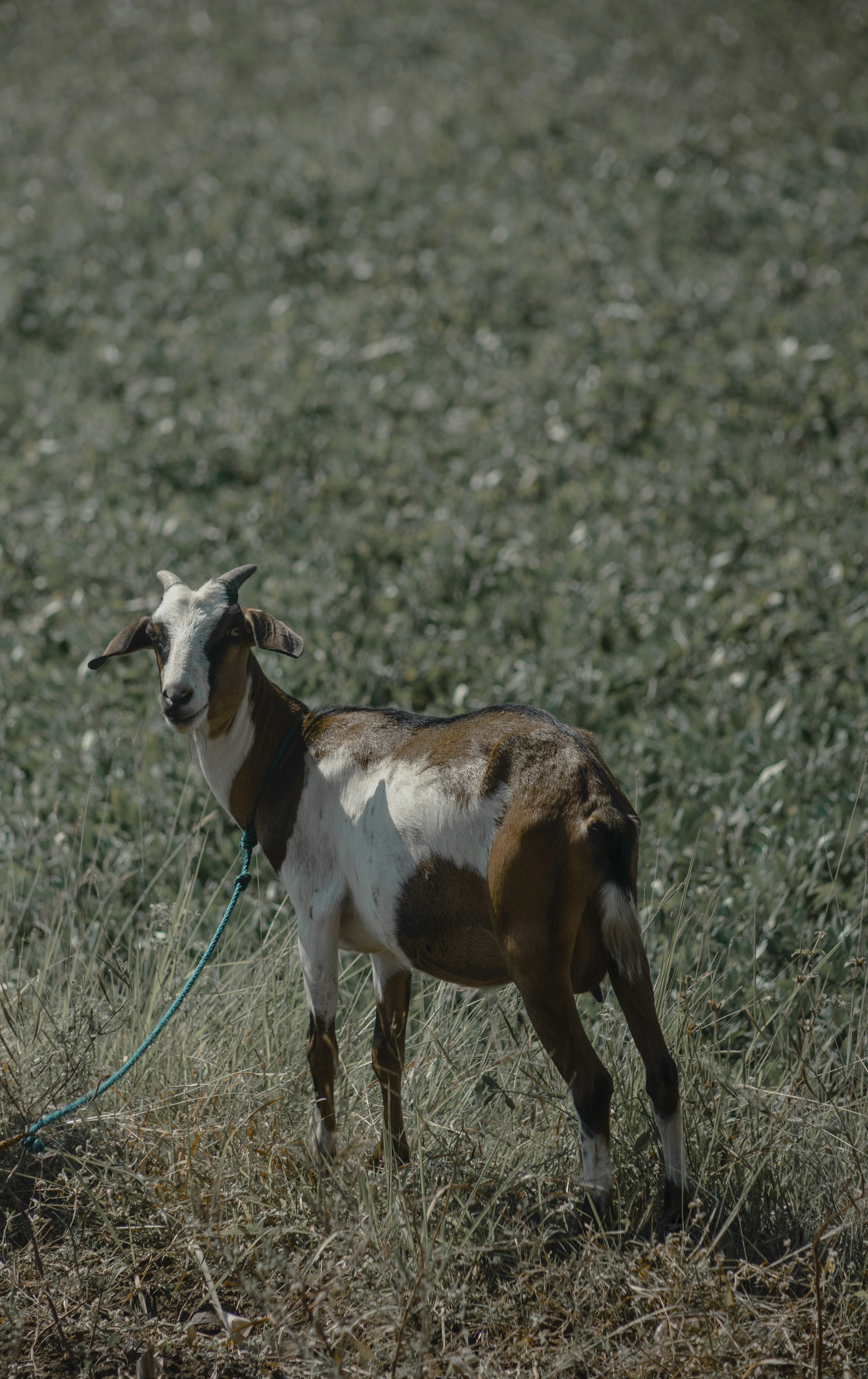 Une chèvre brune et blanche debout au sommet d’un champ couvert d’herbe ...
