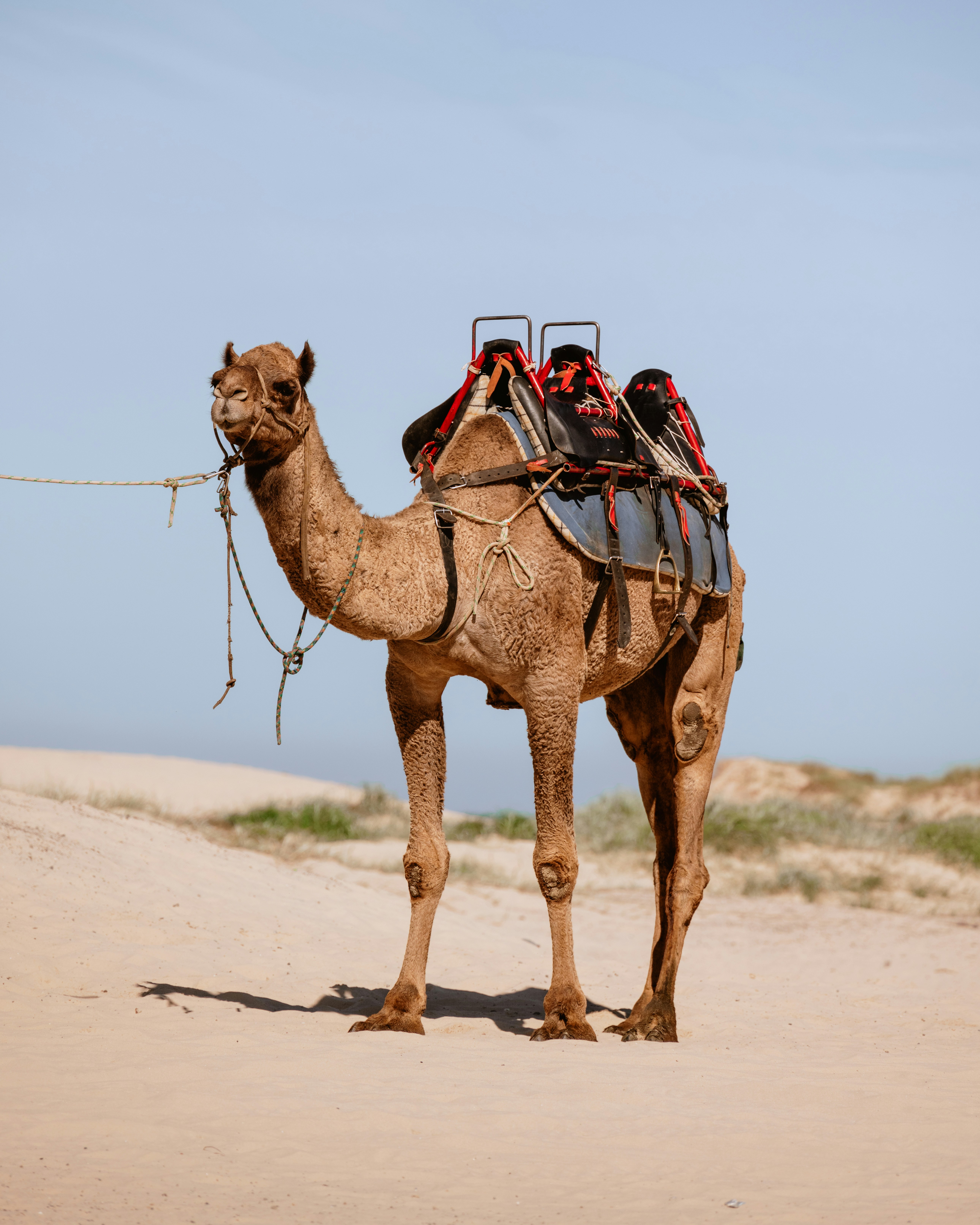A camel with a saddle on its back photo – Free Animal Image on Unsplash