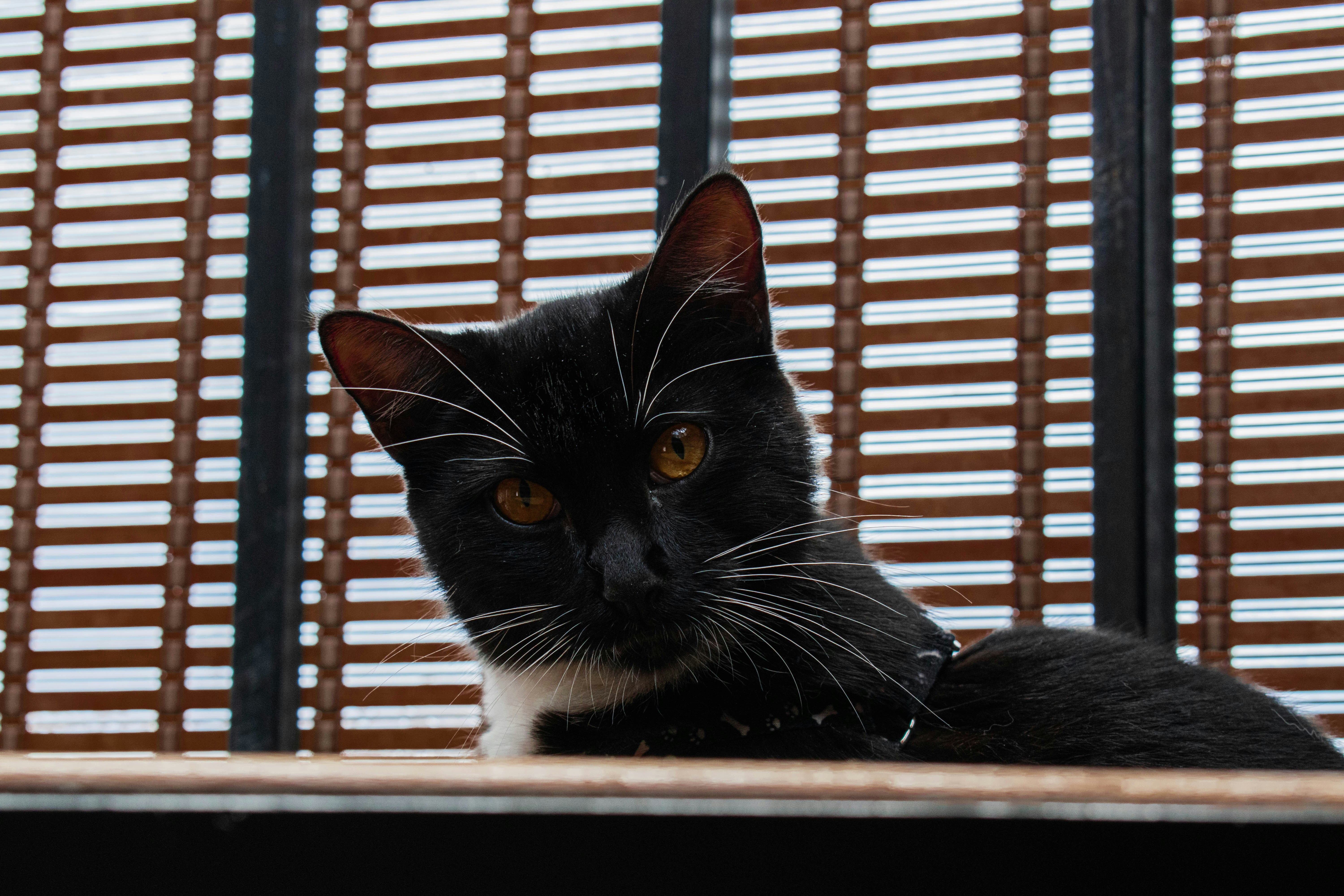 a black and white cat sitting on top of a wooden table