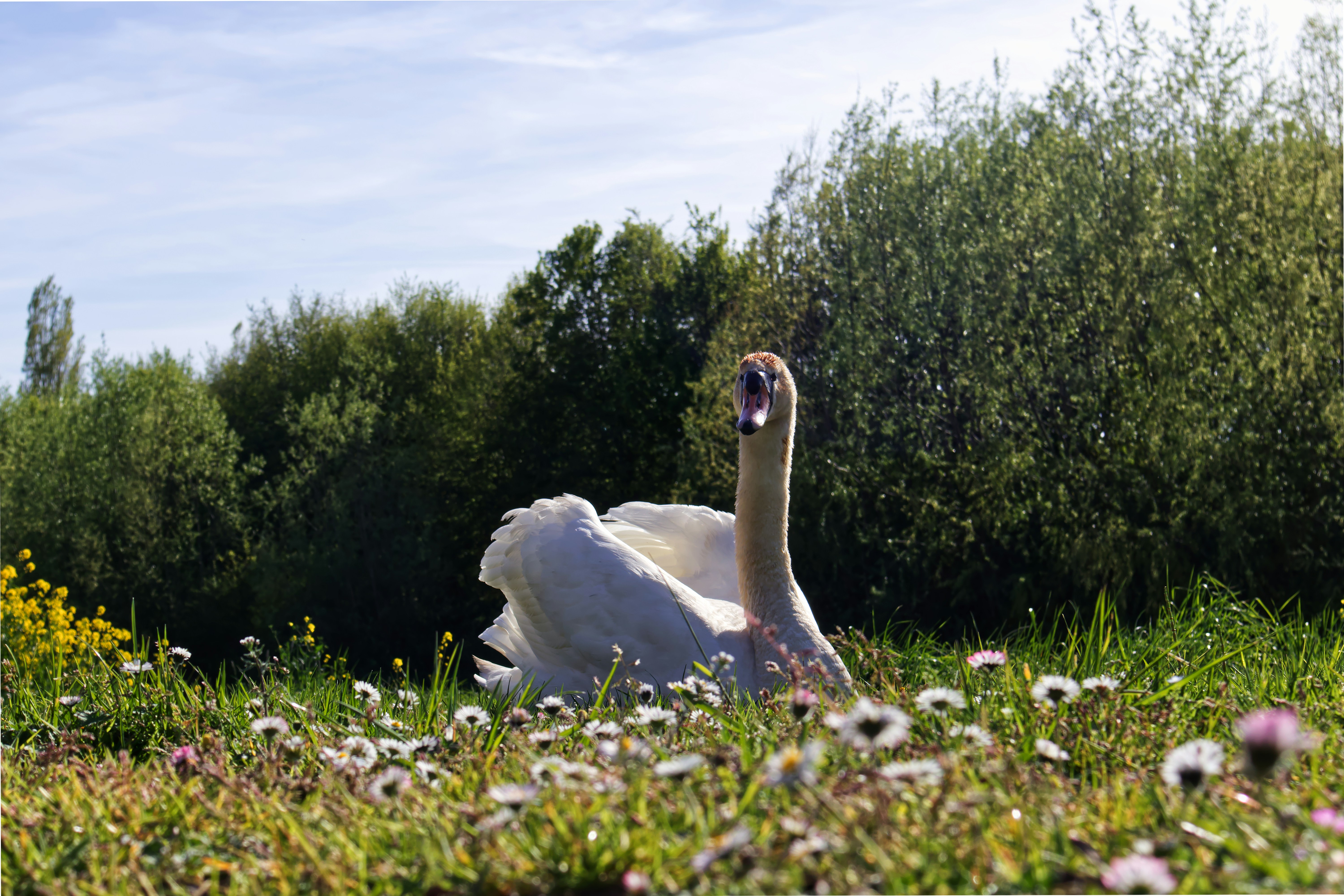 Lone Swan in a Daisy-Strewn Meadow Under Spring Light