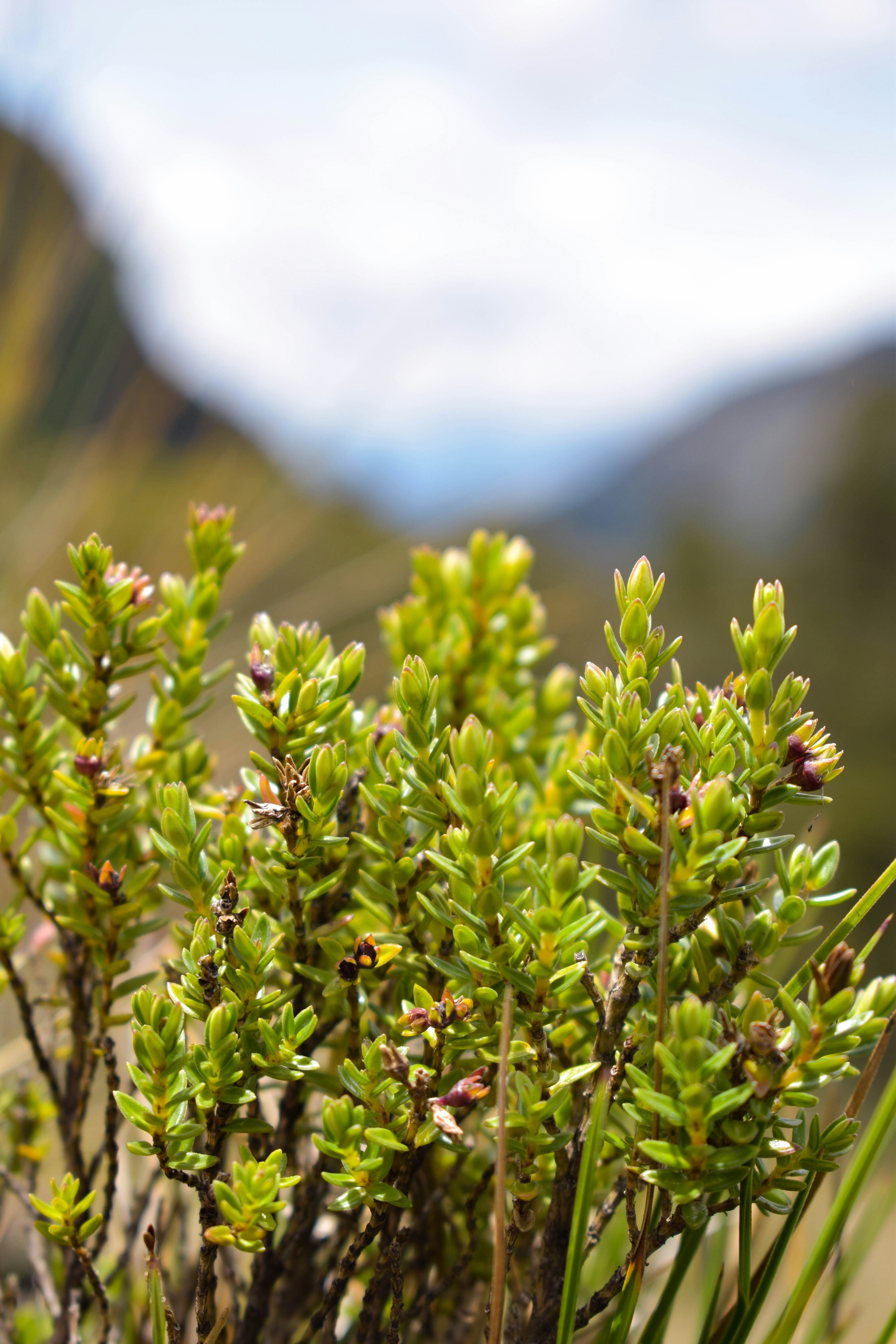 Emerald Alpine Shrubs in Sharp Foreground, Mountain Blur in the Background