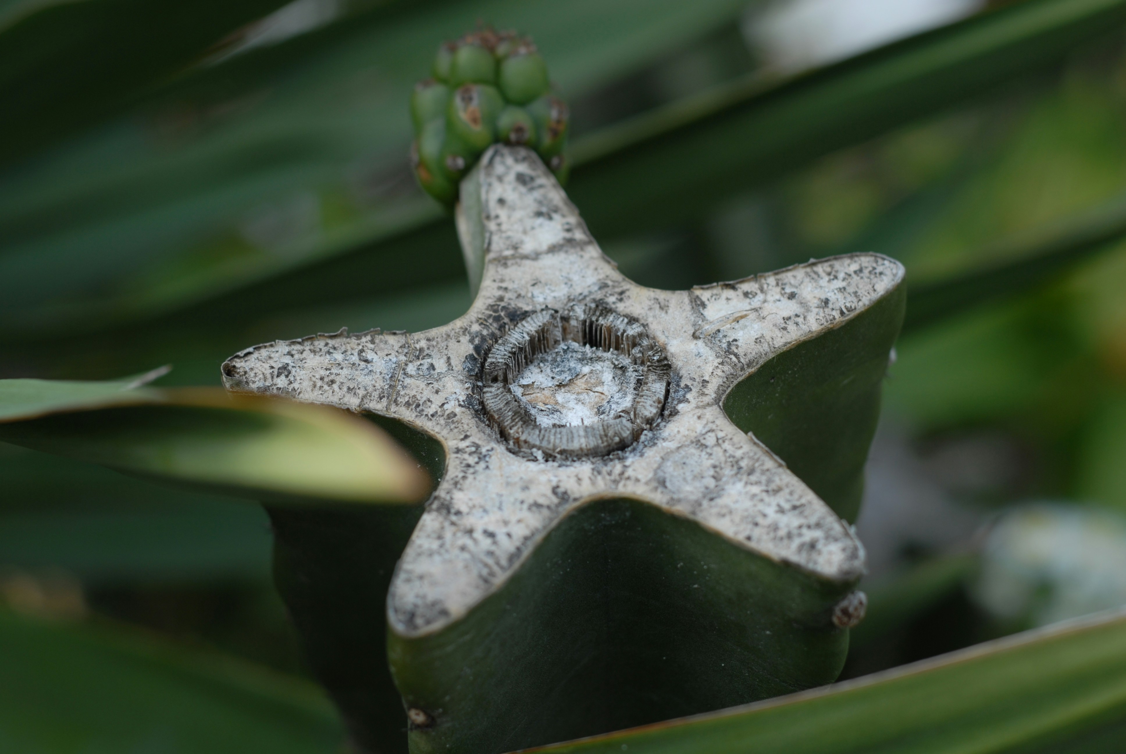 Star Cacti Pictures | Download Free Images on Unsplash