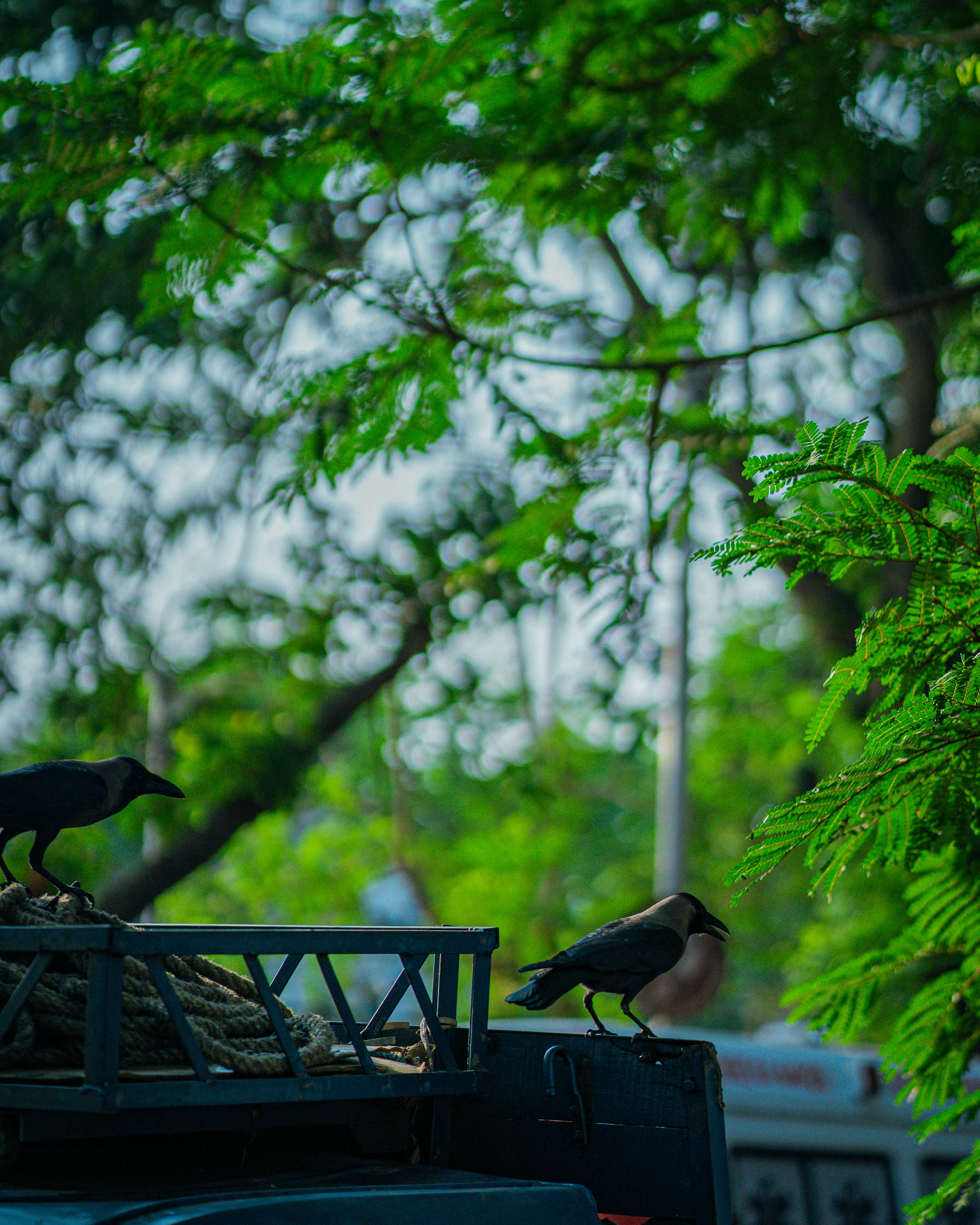 Raven Silhouettes at Docked Morning