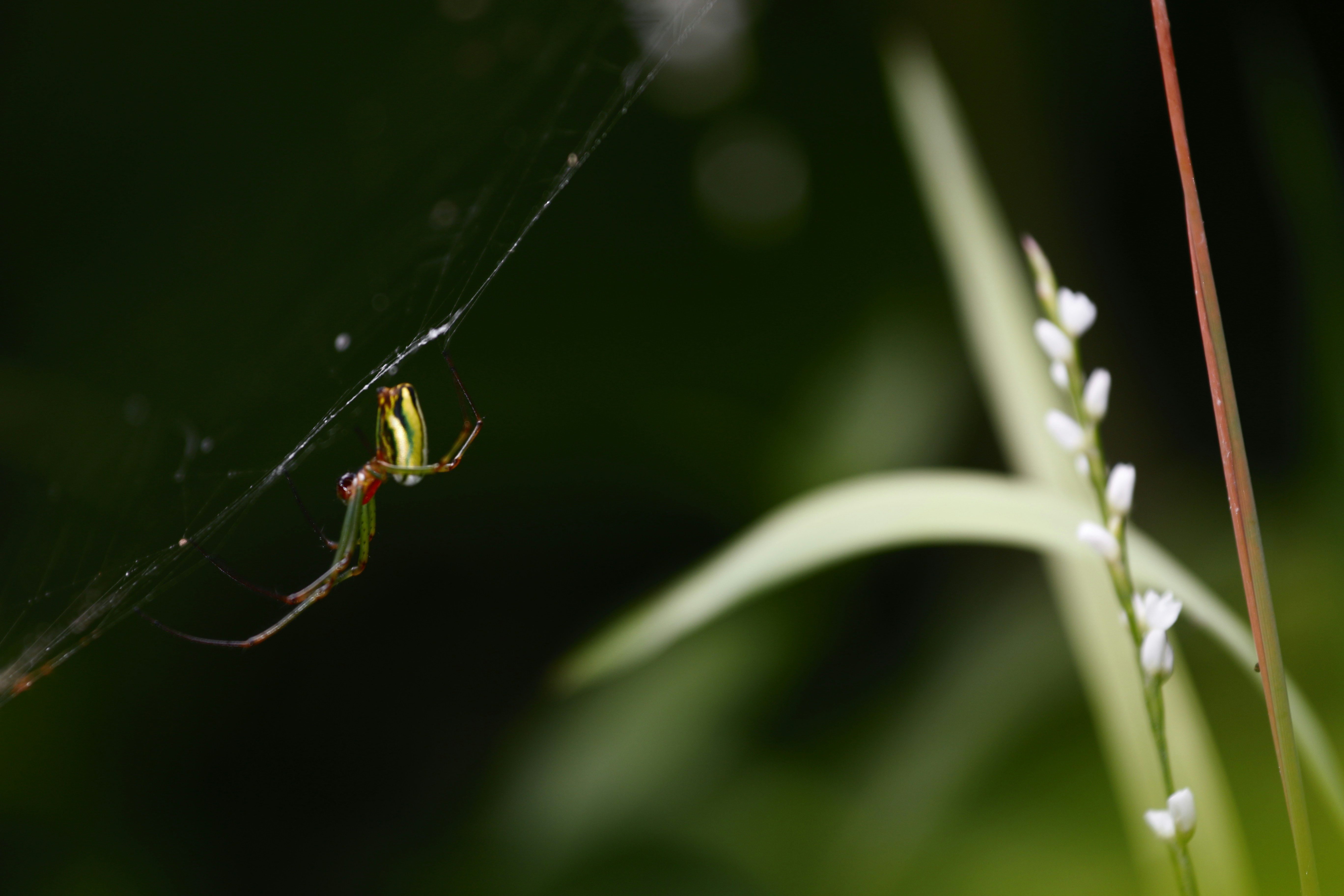 Silken Perch: Pale-Green Spider in a Meadow Web
