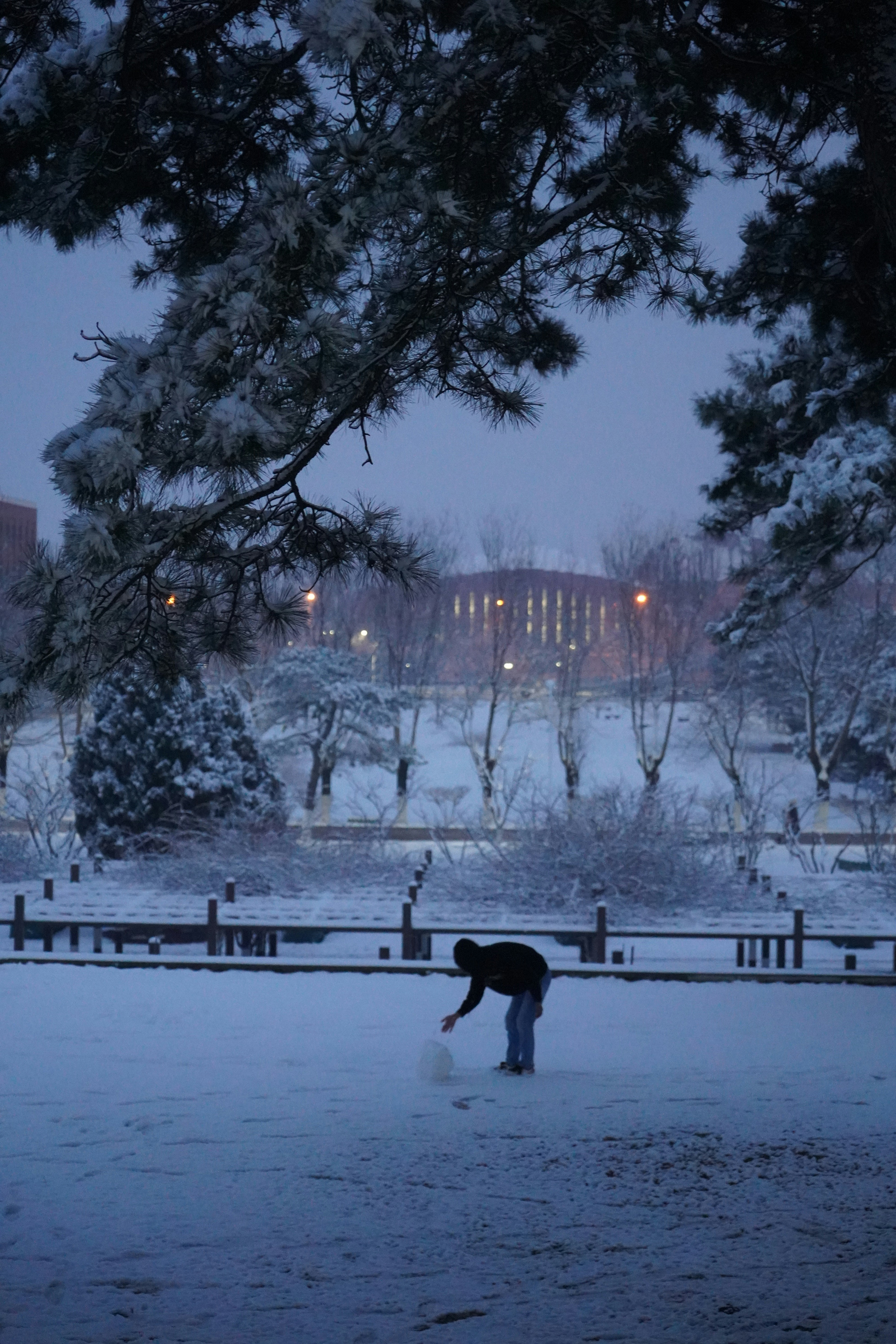 Une personne debout dans un champ enneigé avec un arbre photo – Photo ...