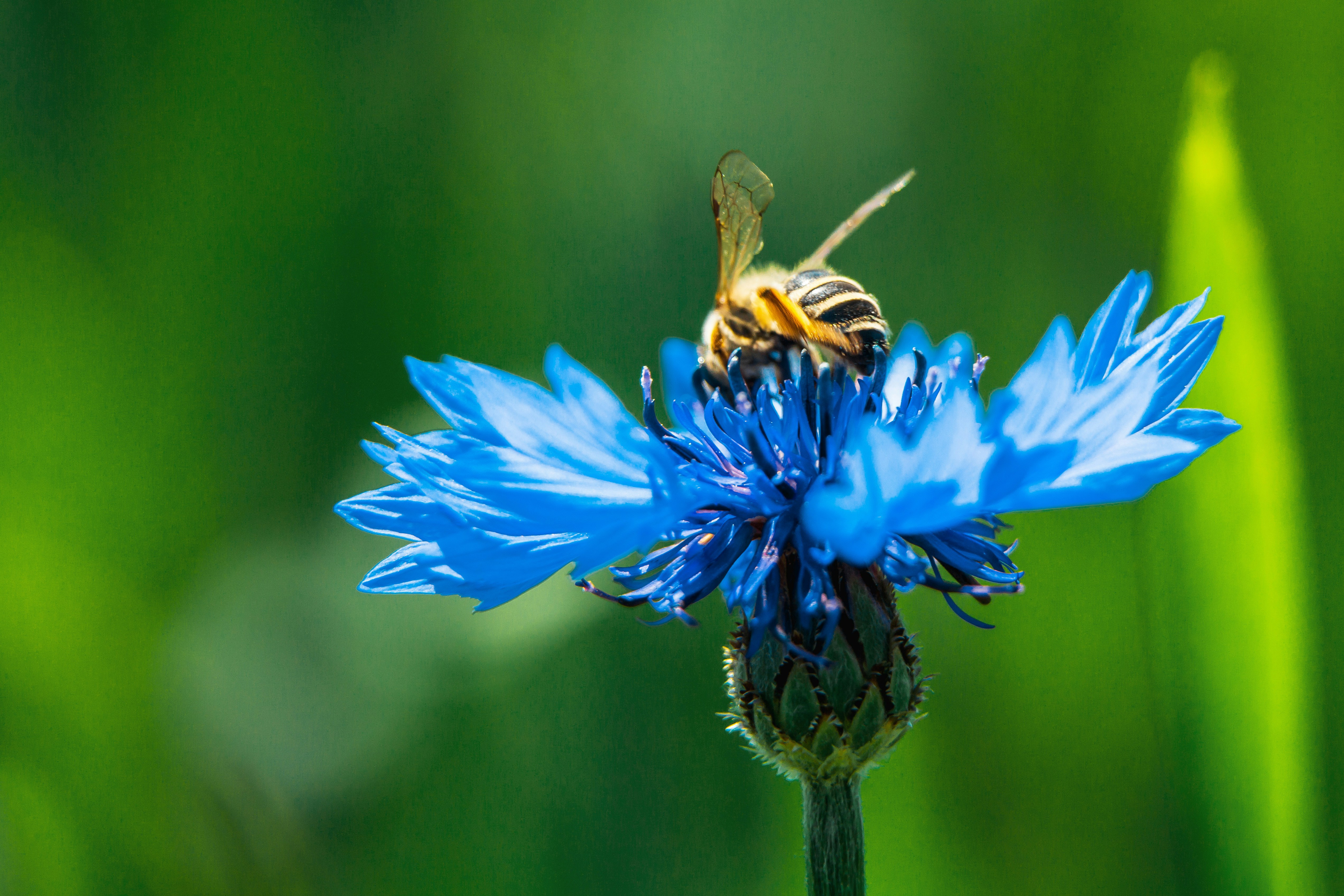 Buzz on Indigo: A Bee Quietly Pollinating a Cobalt Cornflower