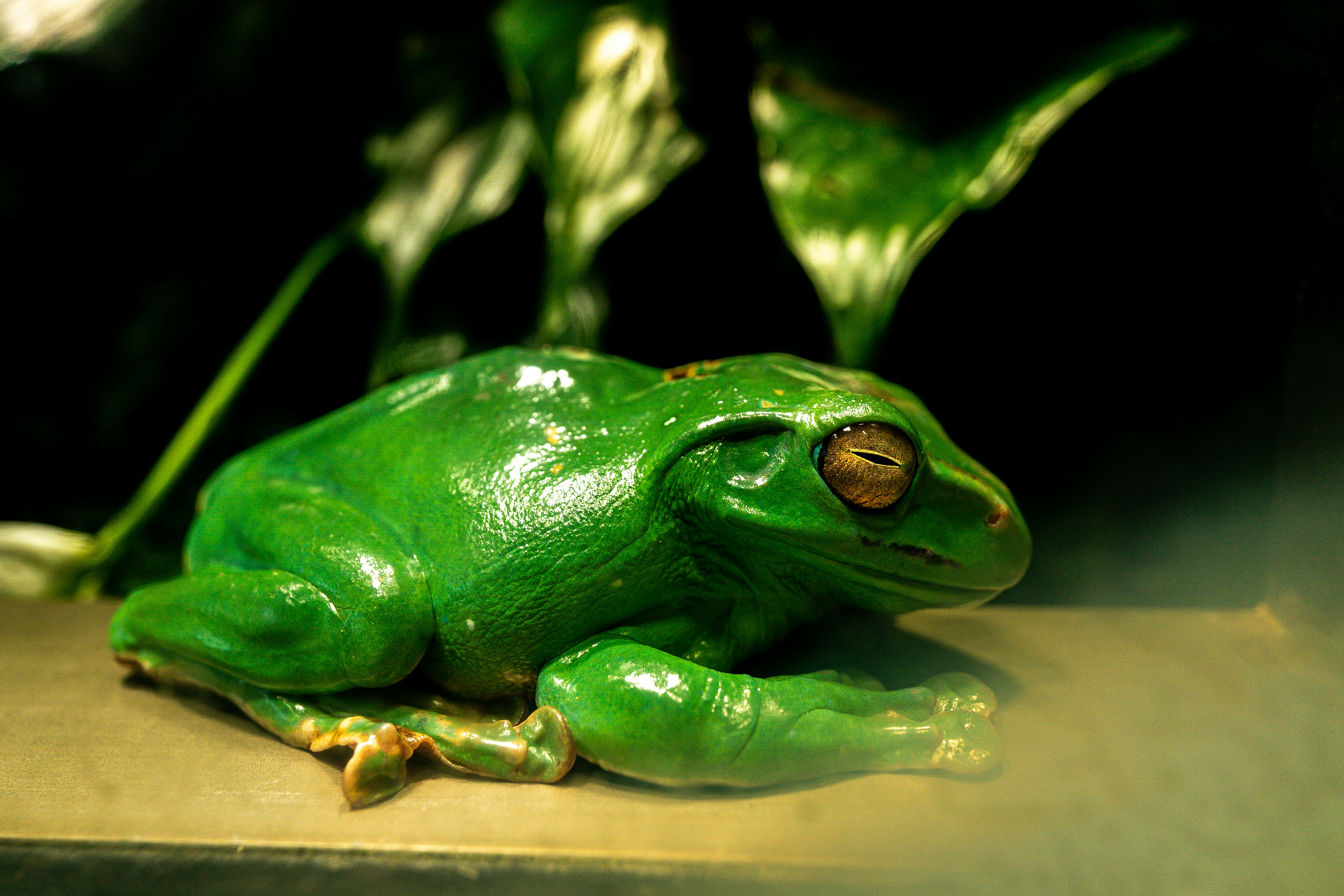 A vibrant green frog rests peacefully on a surface, surrounded by lush foliage. Its glossy skin reflects the ambient light, showcasing intricate details.