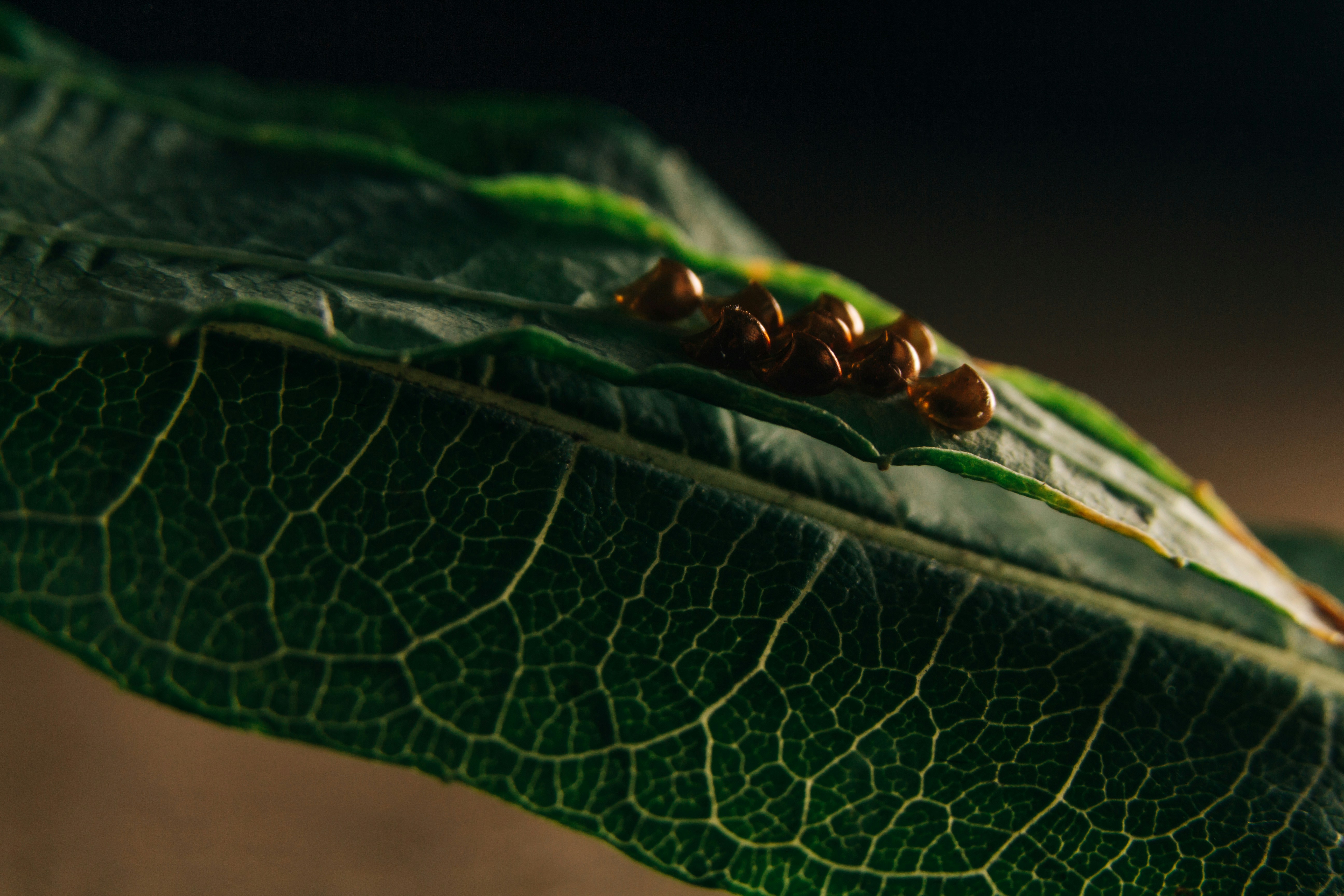 Tiny Life on a Vein: The Leaf's Micro Landscape