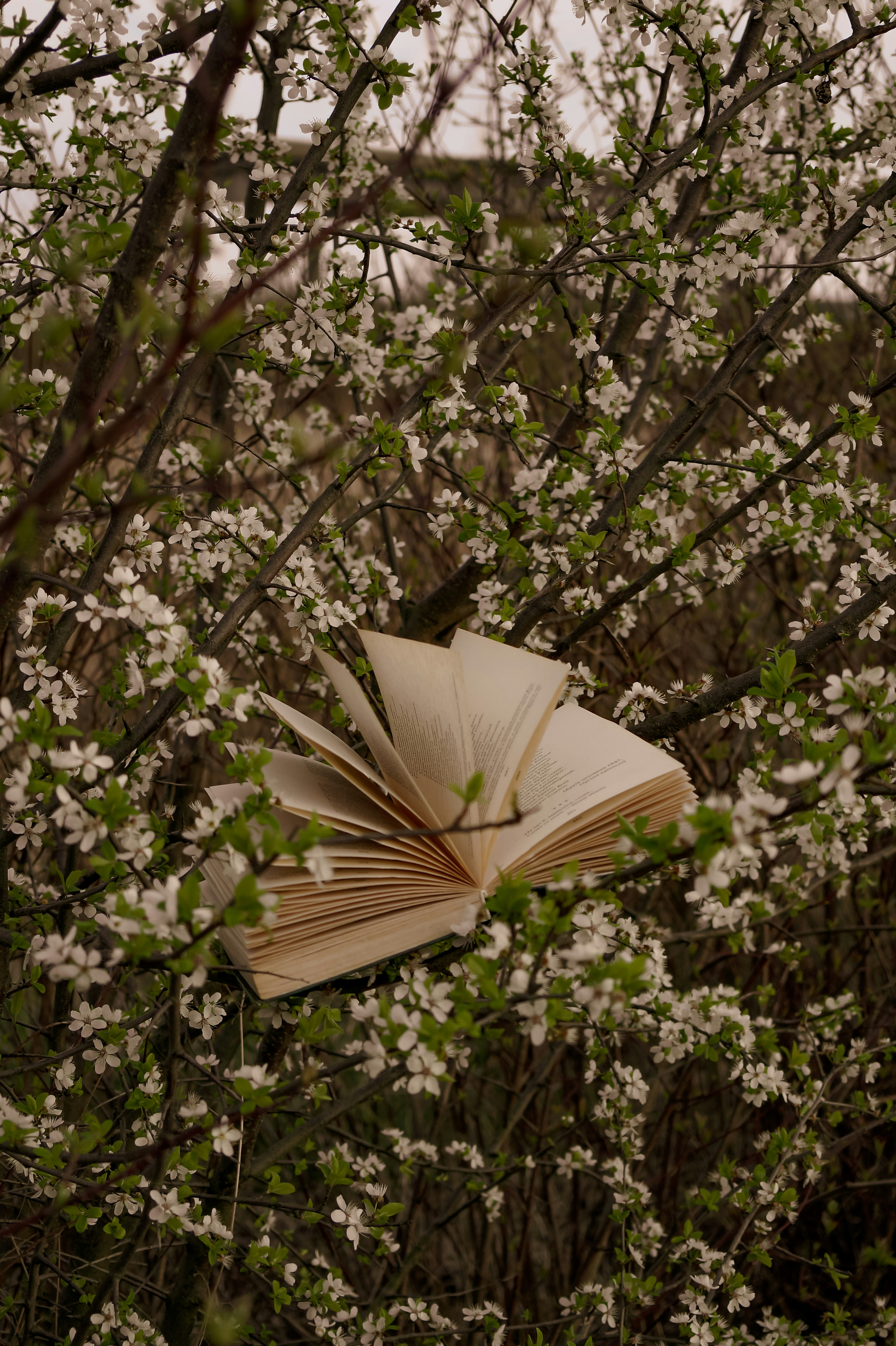 An open book nestled among delicate white blossoms, symbolizing the harmony between literature and nature.