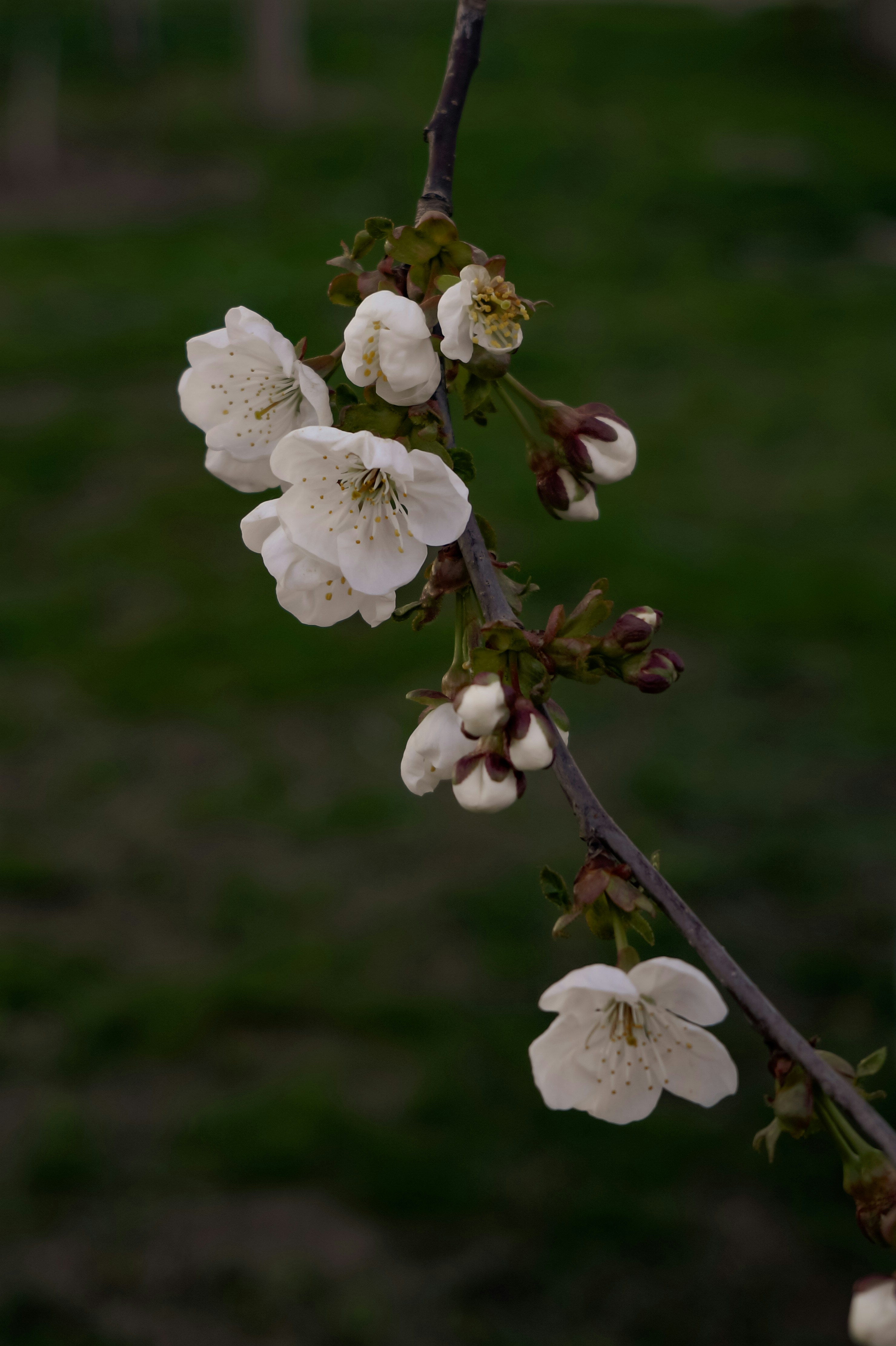 Branch adorned with white cherry blossoms against a softly blurred green background.