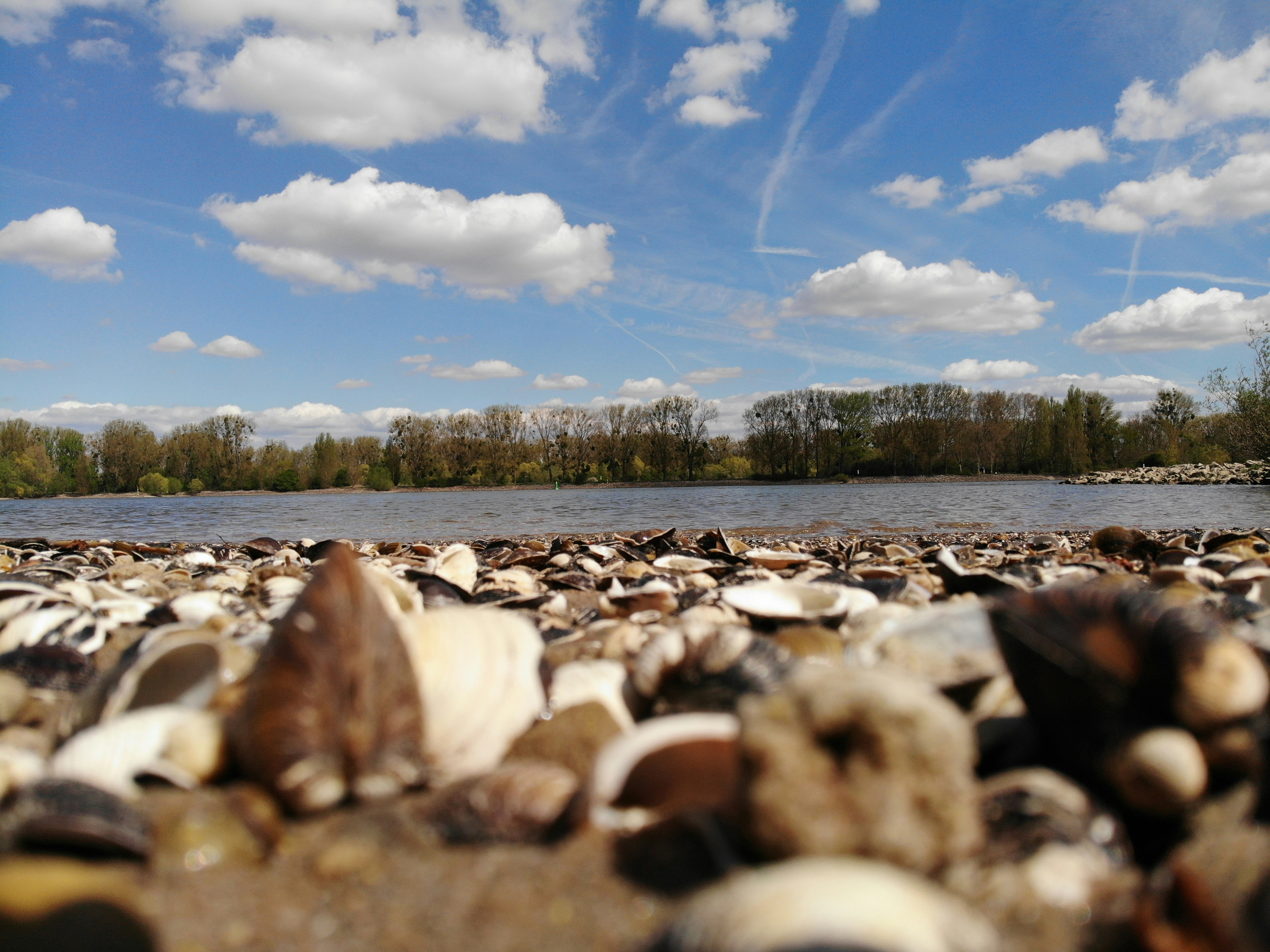 Pebble beach at the Rhine river