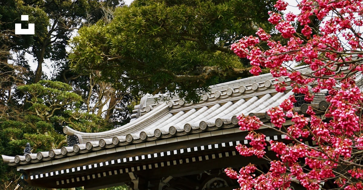 建物の前にピンクの花が咲く木の写真 Unsplashの無料京都写真