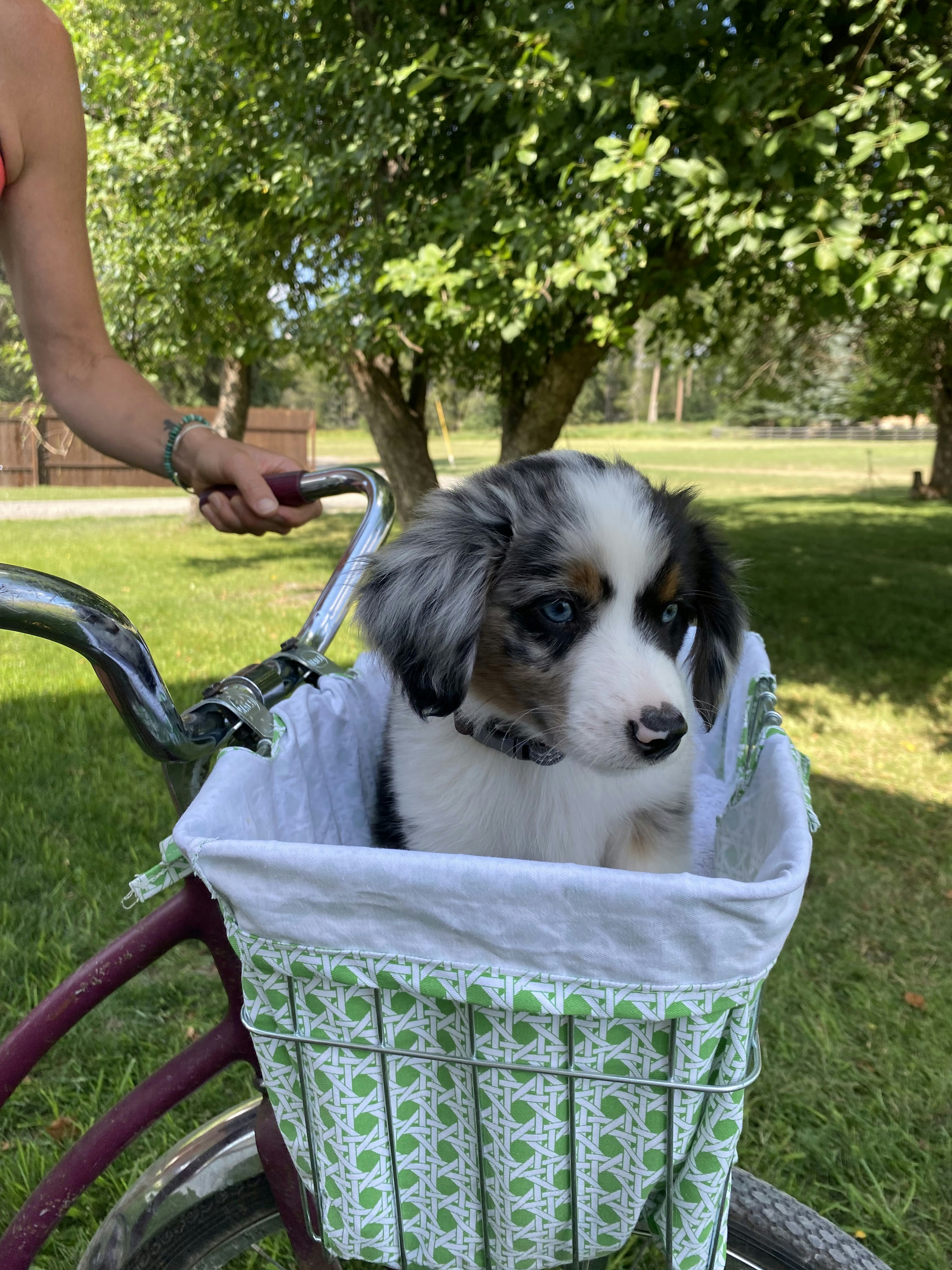 Bicycle Basket Pup: A Sunlit Park Ride with a Curious Gaze