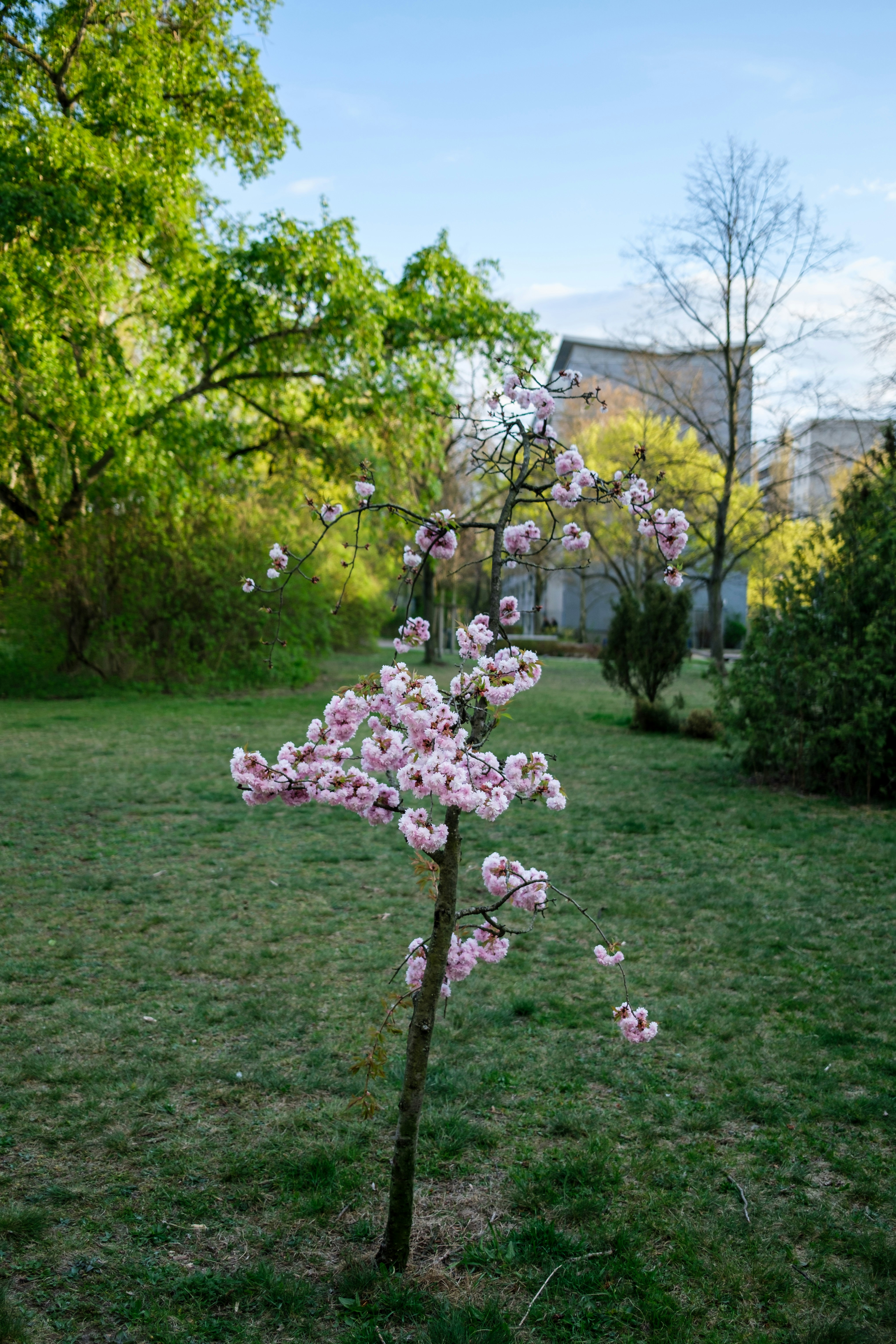 a small tree with pink flowers in a grassy area