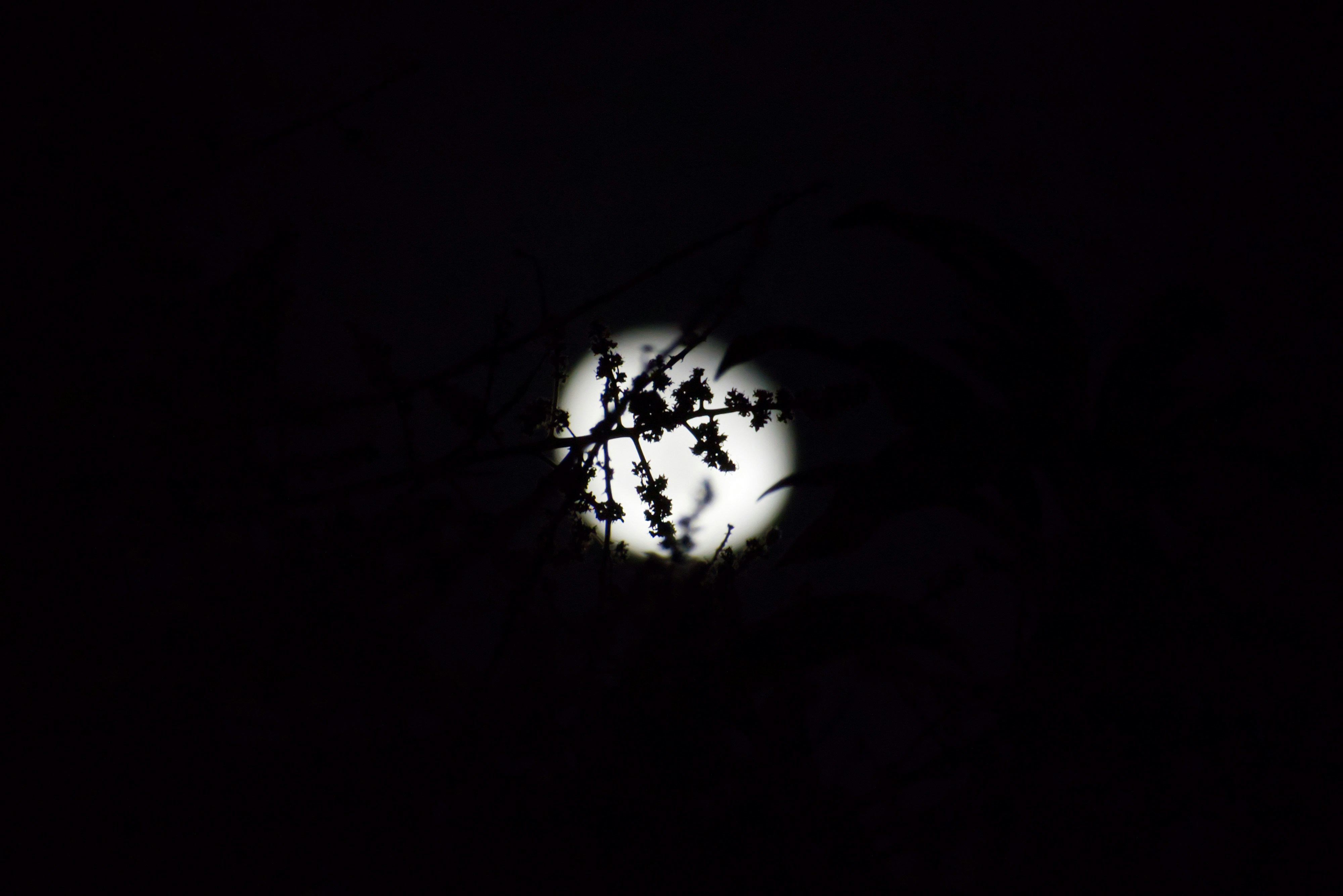 a full moon seen through the branches of a tree