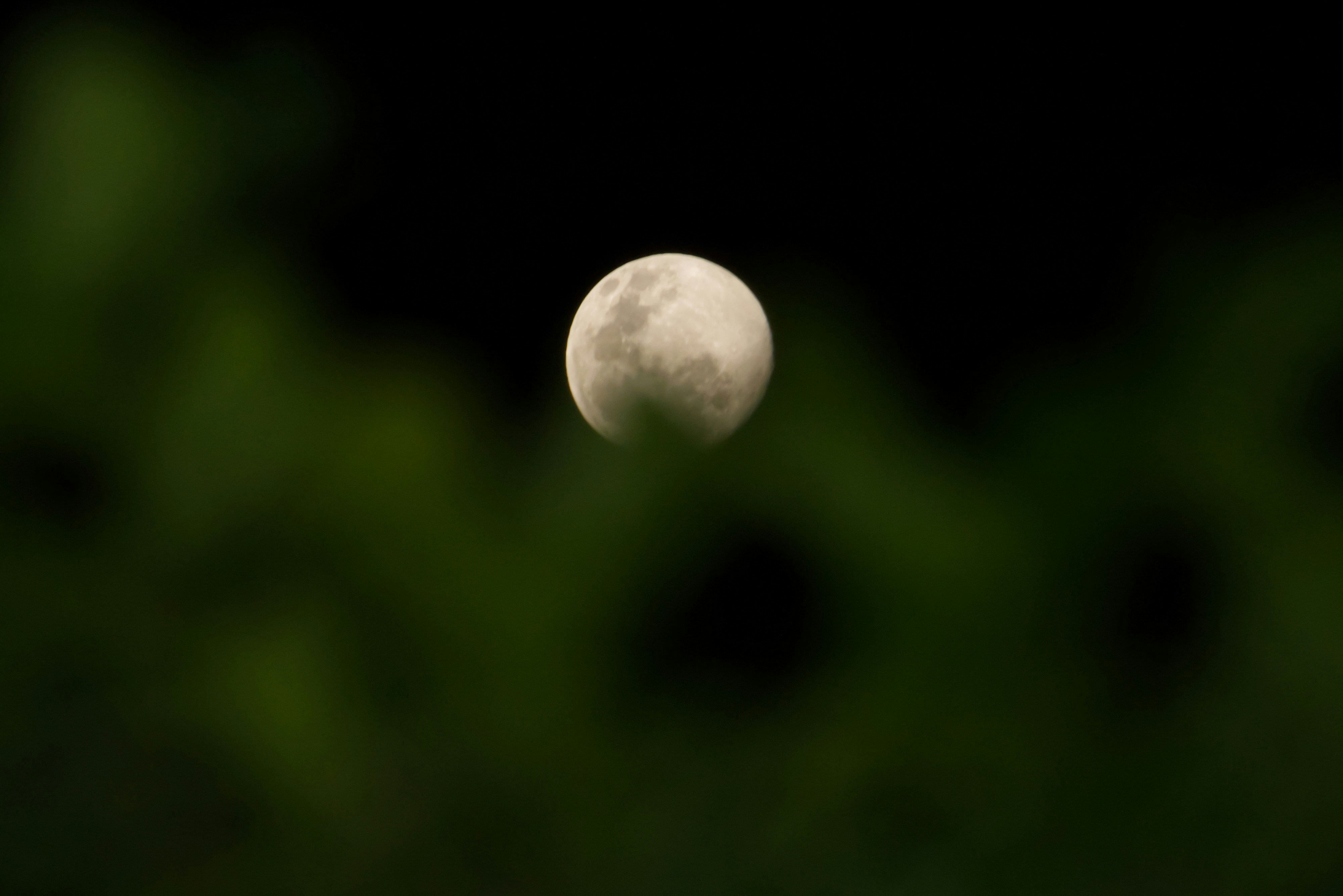 Full moon partially obscured by foliage against a dark sky.
