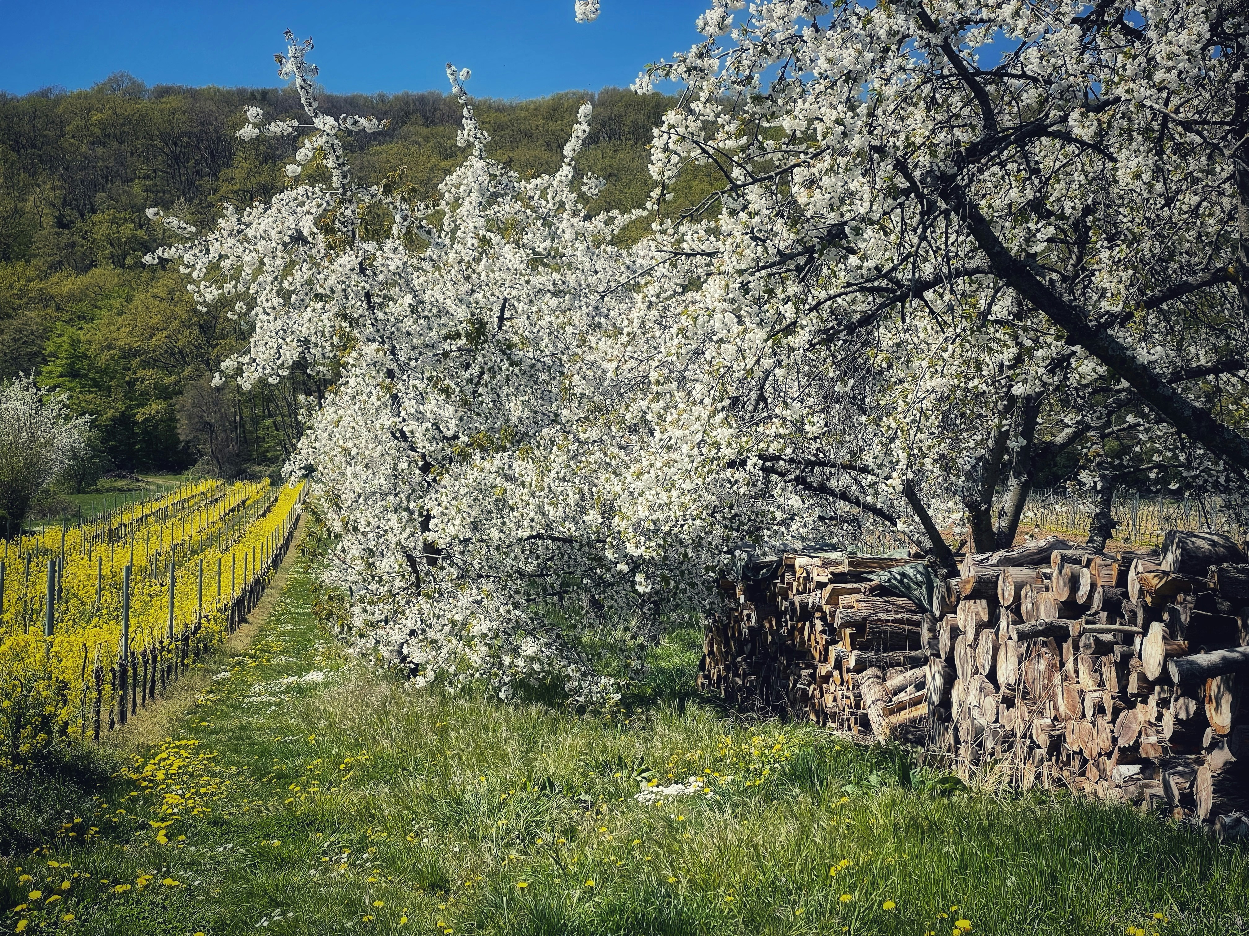 White Blossom Arch Over Woodpile and Vine Row