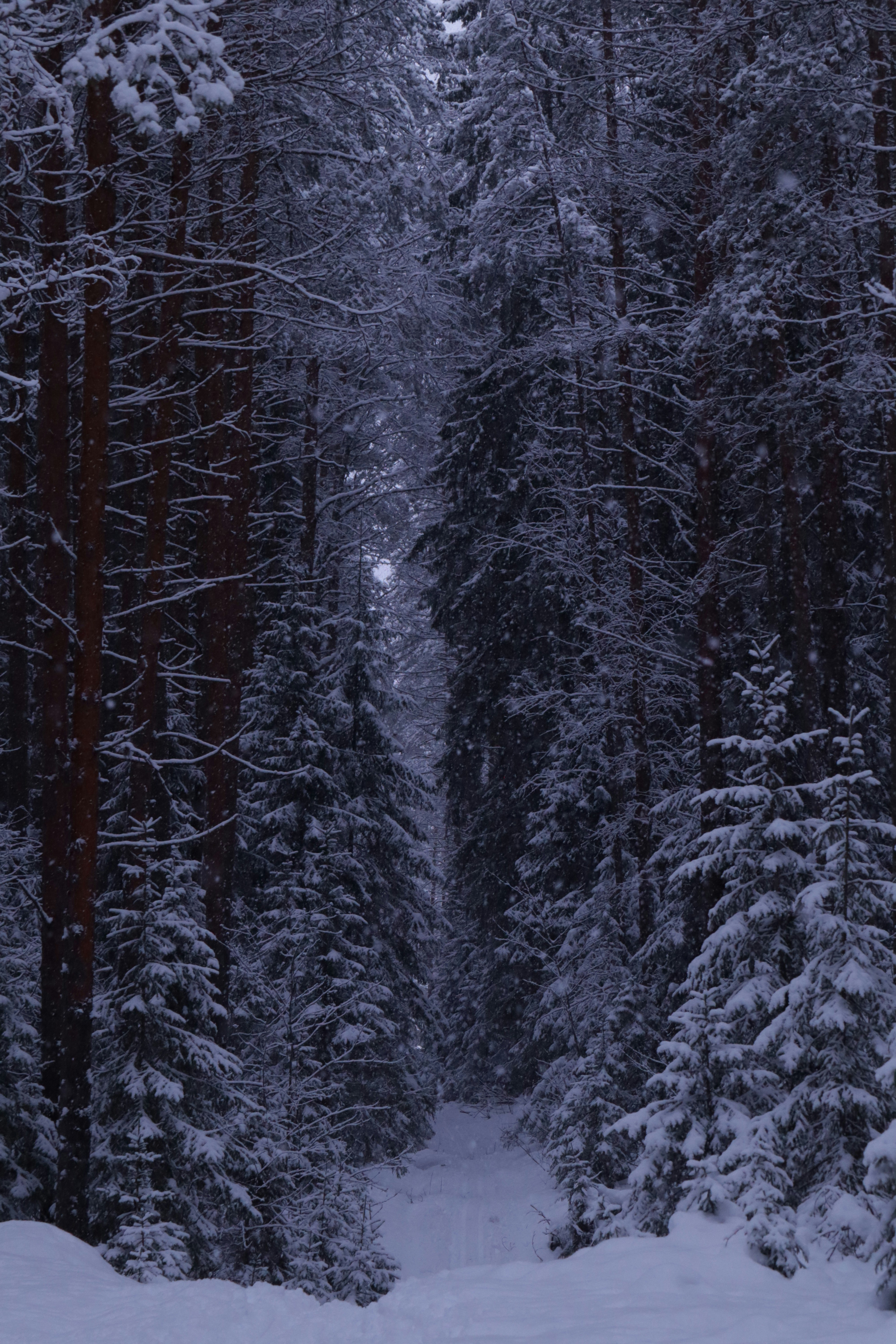 A snow covered forest filled with lots of trees photo – Free Winter Image on Unsplash