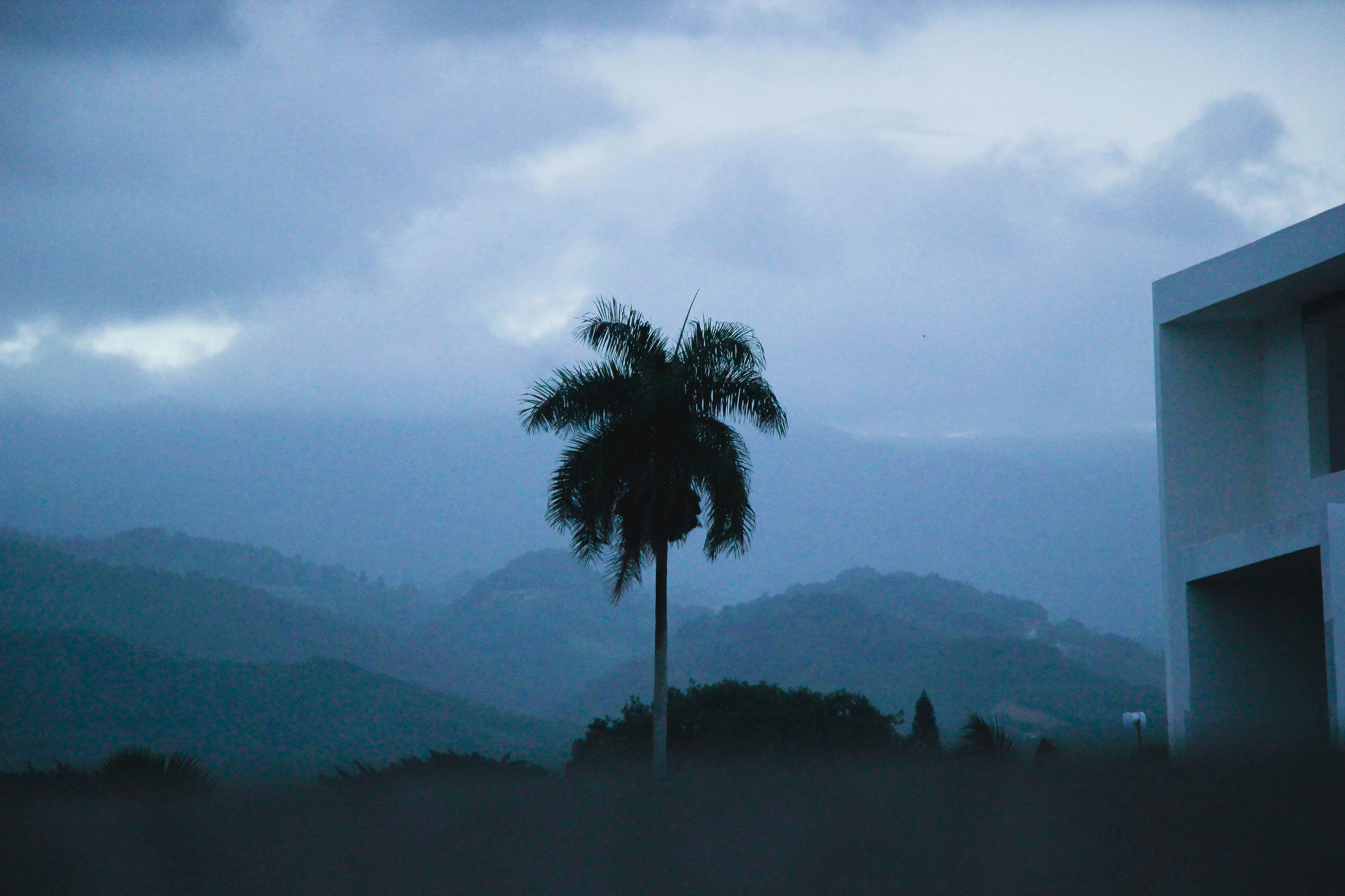 Lone palm tree silhouetted against a misty mountain backdrop as twilight descends.
