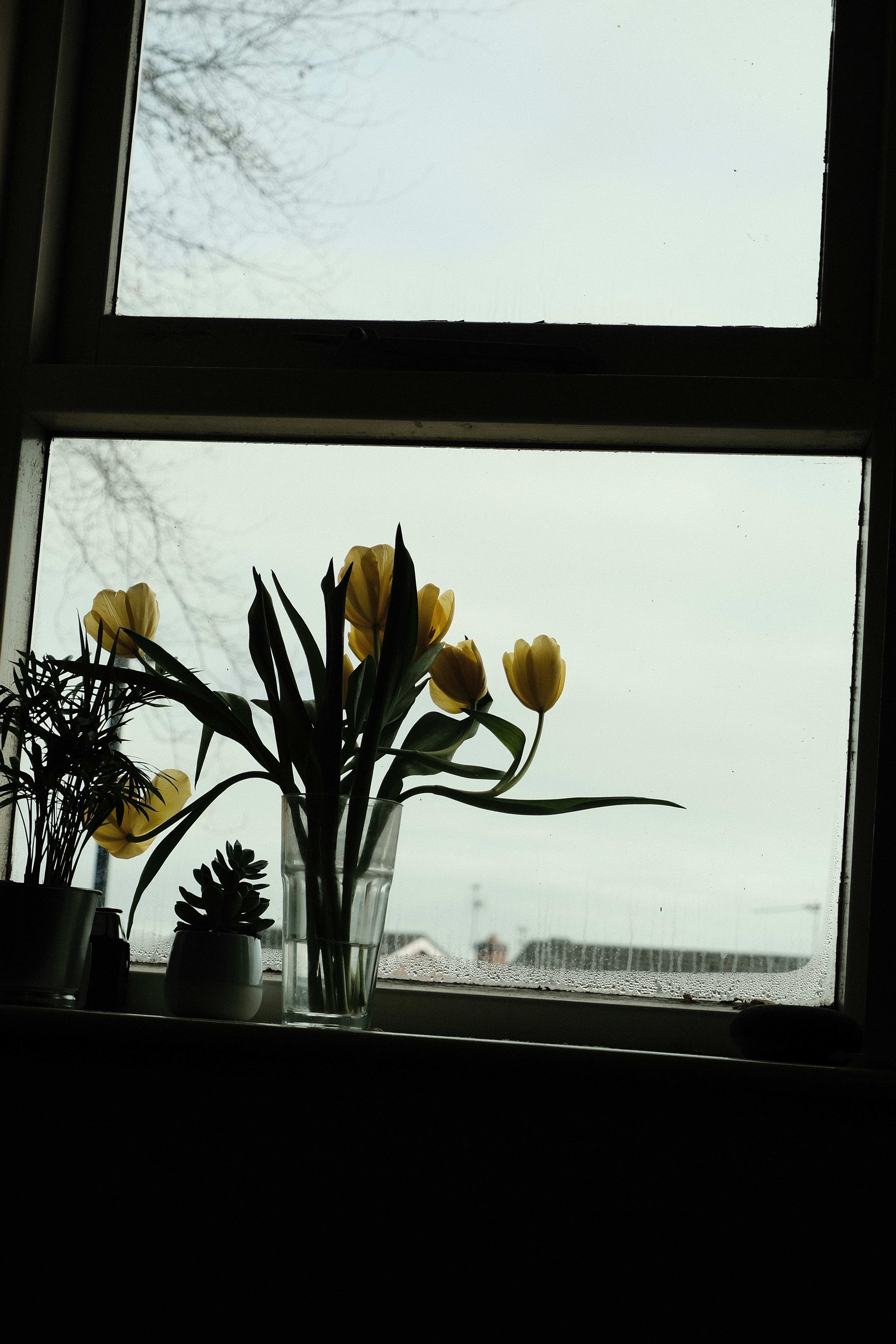 Yellow tulips in a vase, framed by a window with a cloudy sky, hint at the arrival of spring amidst the rain. 