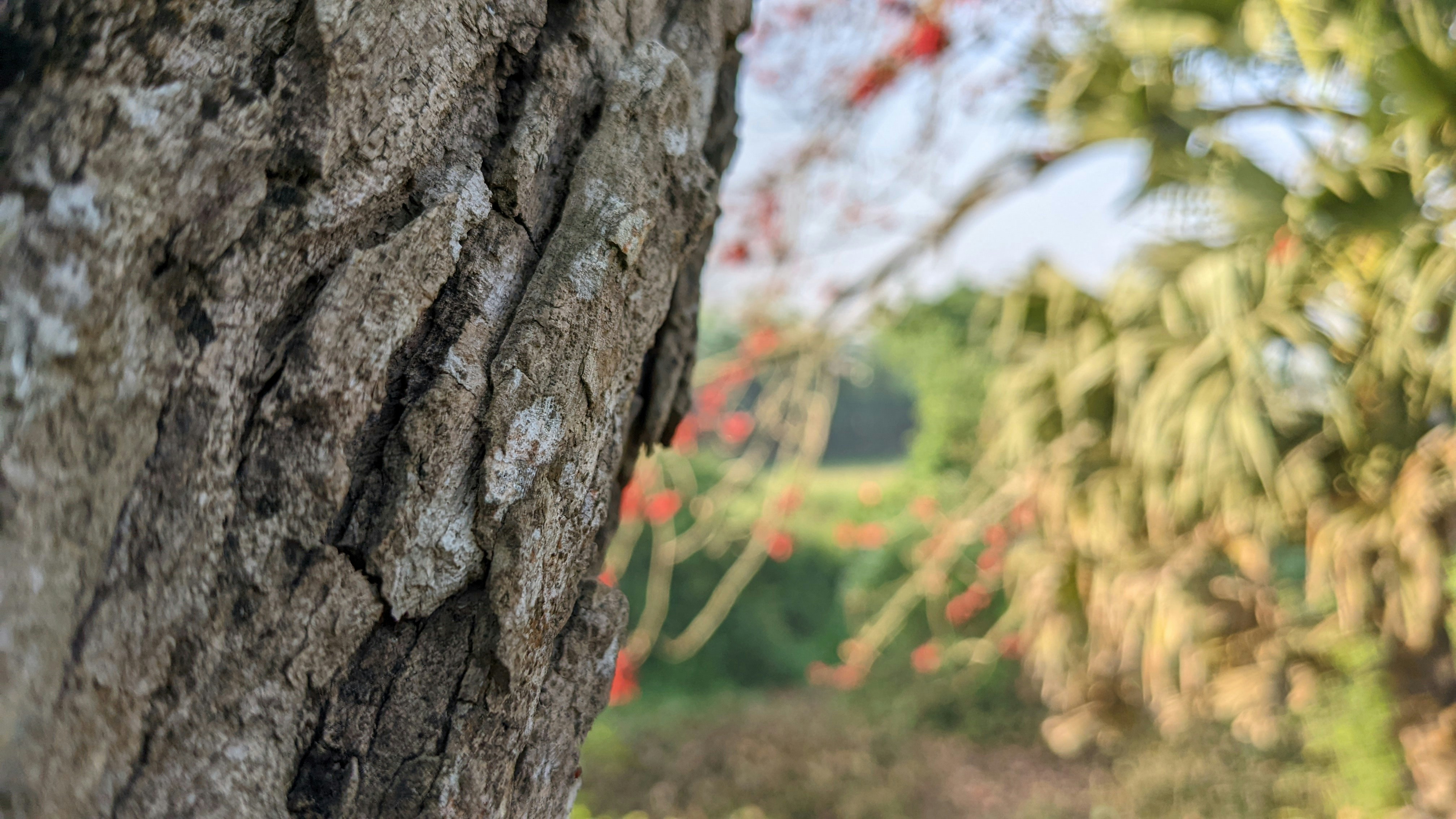 Close-up of a textured tree bark with vibrant foliage and flowers blurred in the background, highlighting the contrast between rough and smooth elements in nature.