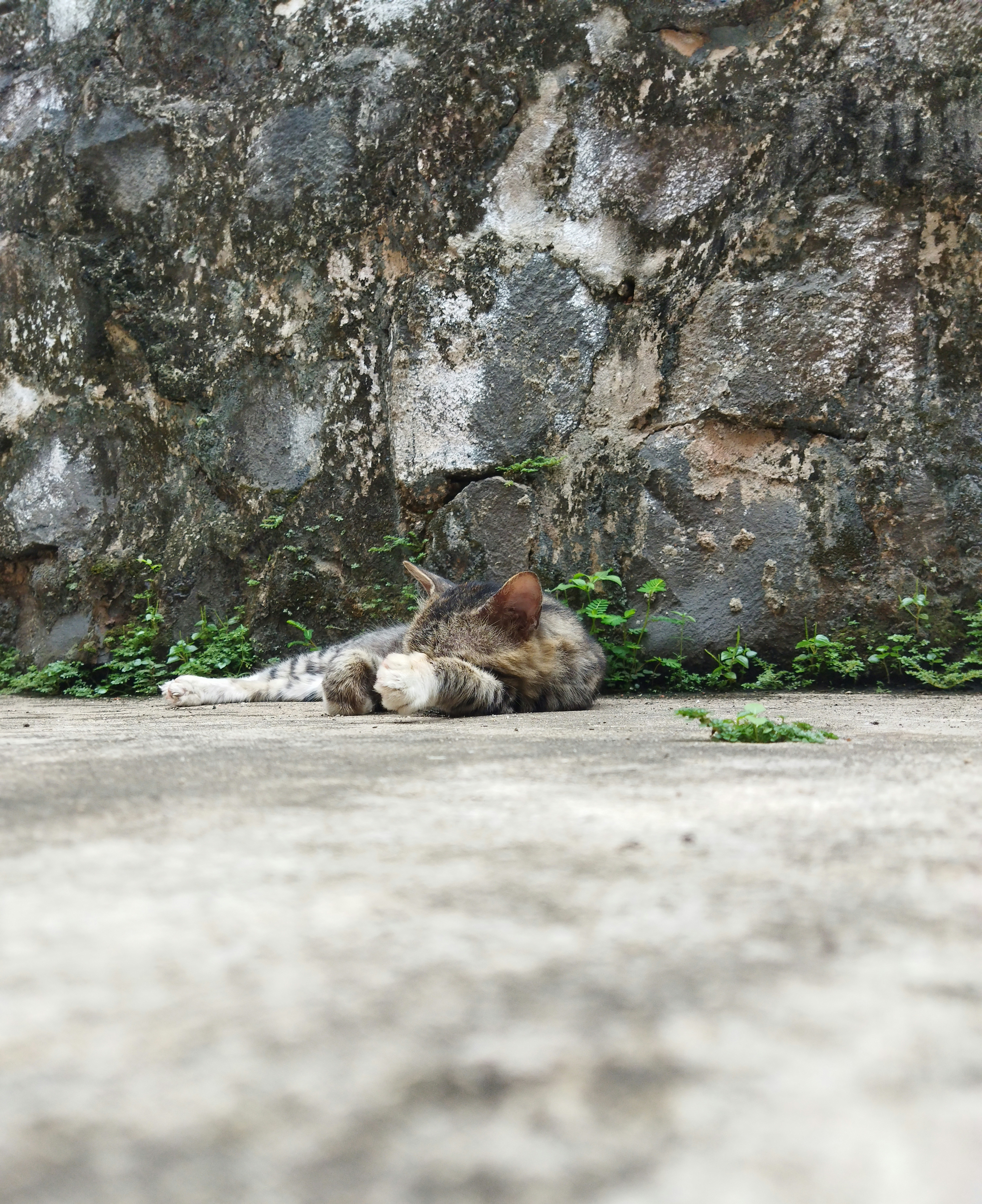 A relaxed cat lounging on a stone surface, framed by greenery and textured walls. This scene captures a moment of tranquility in a natural setting.