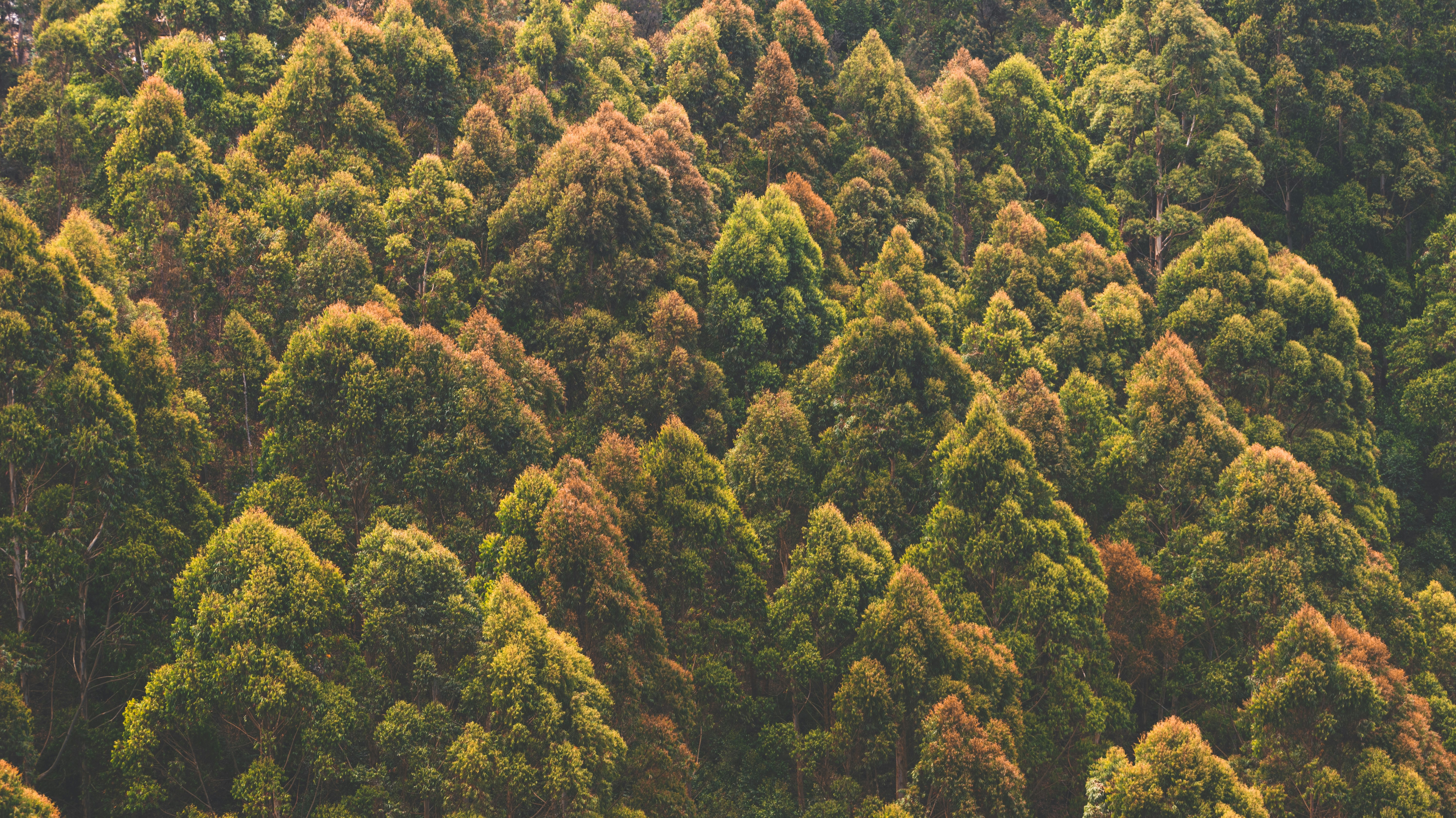 A large group of trees in a forest photo – Free Vegetation Image on ...